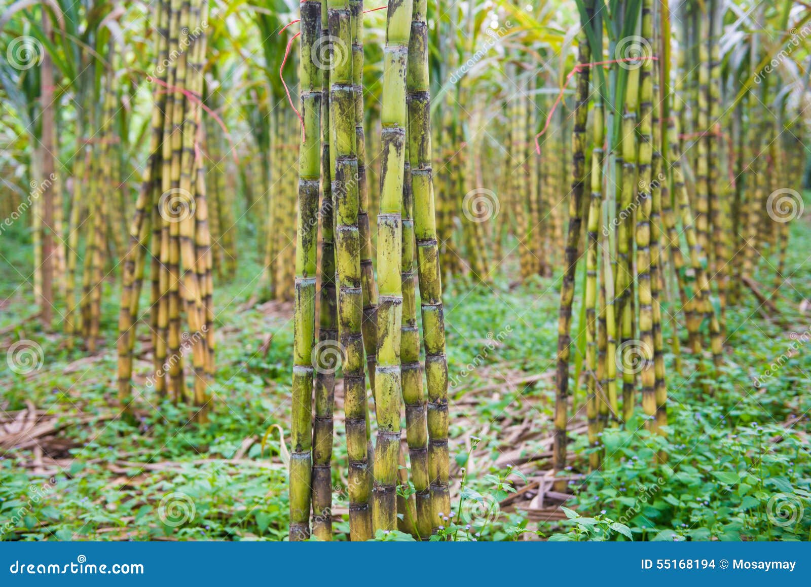 Fresh sugarcane in garden stock photo. Image of crop - 55168194