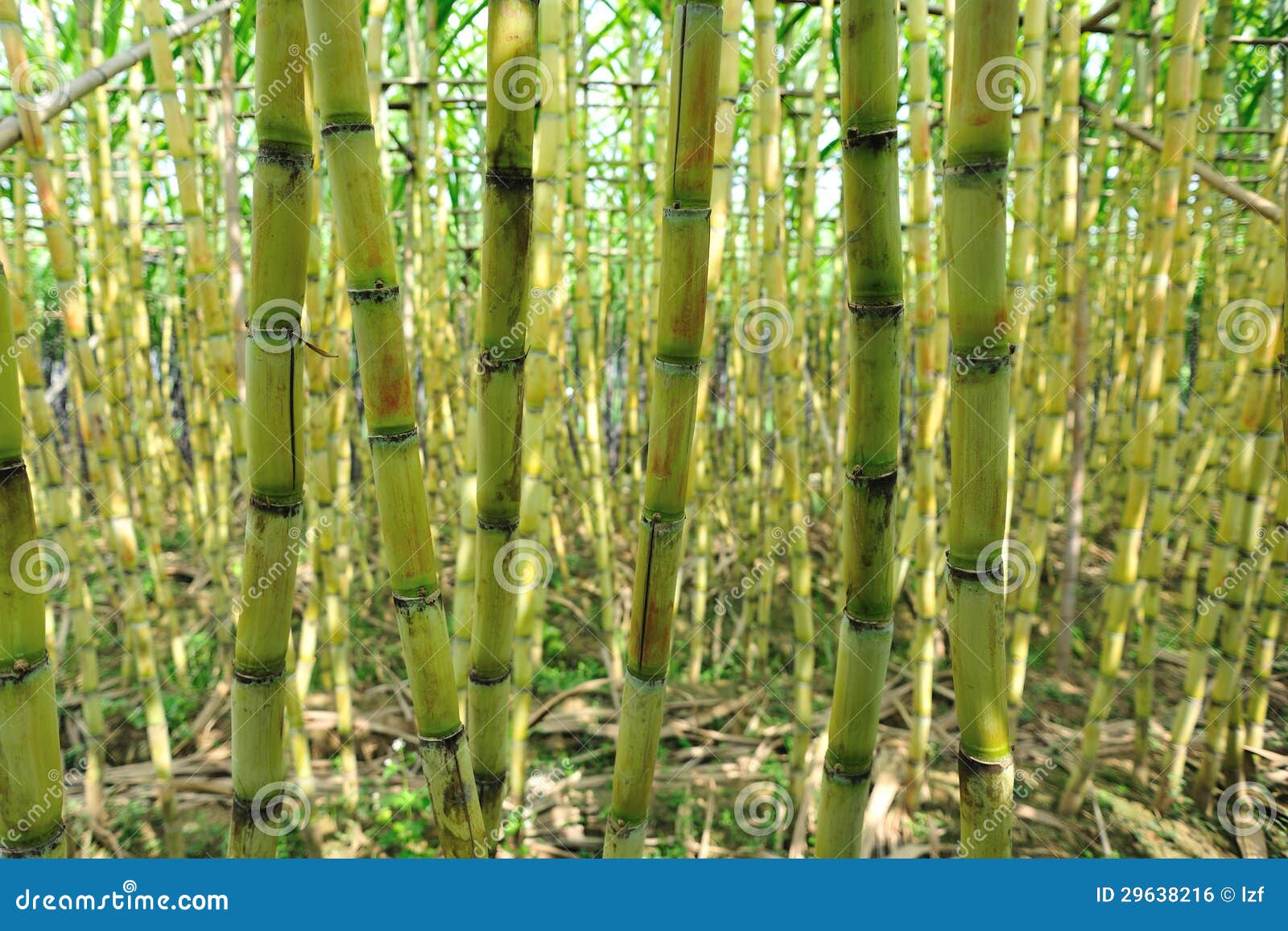 Fresh sugarcane plant stock photo. Image of fruits, organic - 29638216