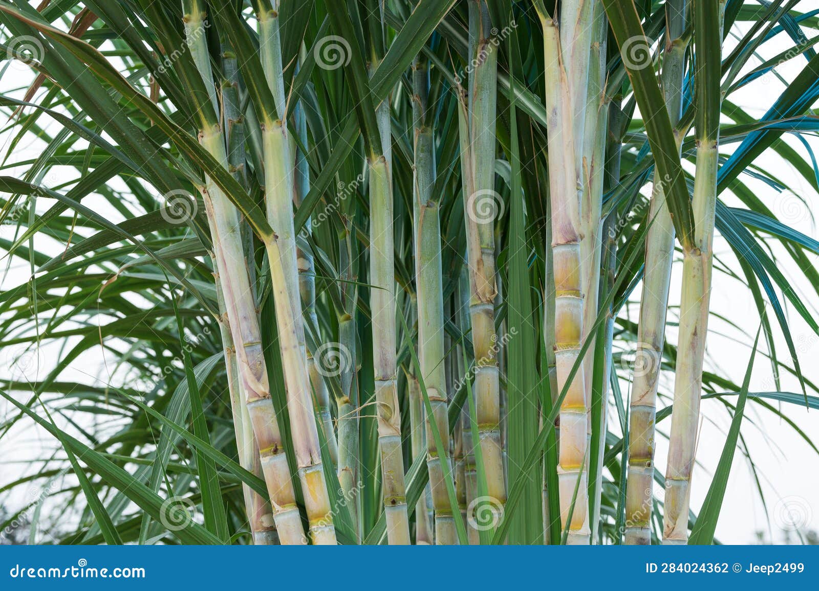 Fresh sugarcane trees. stock photo. Image of harvest - 284024362