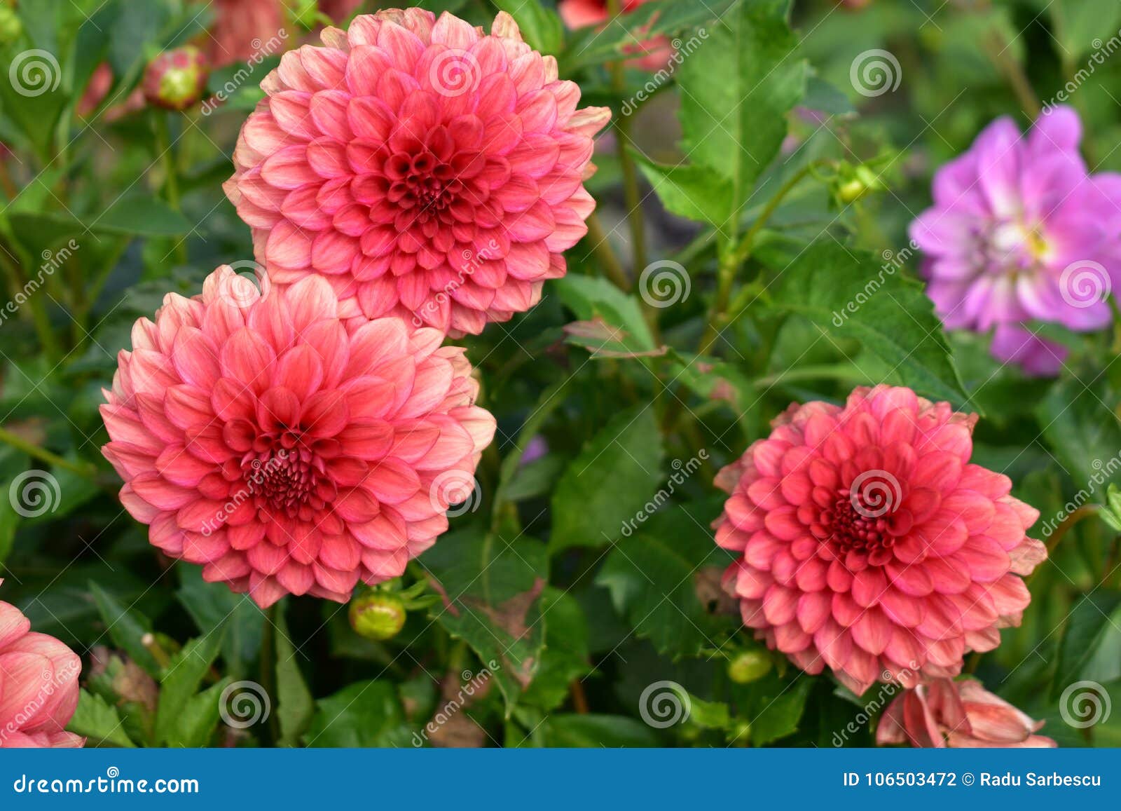 Beautiful summer flowers stock photo. Image of summer - 106503472