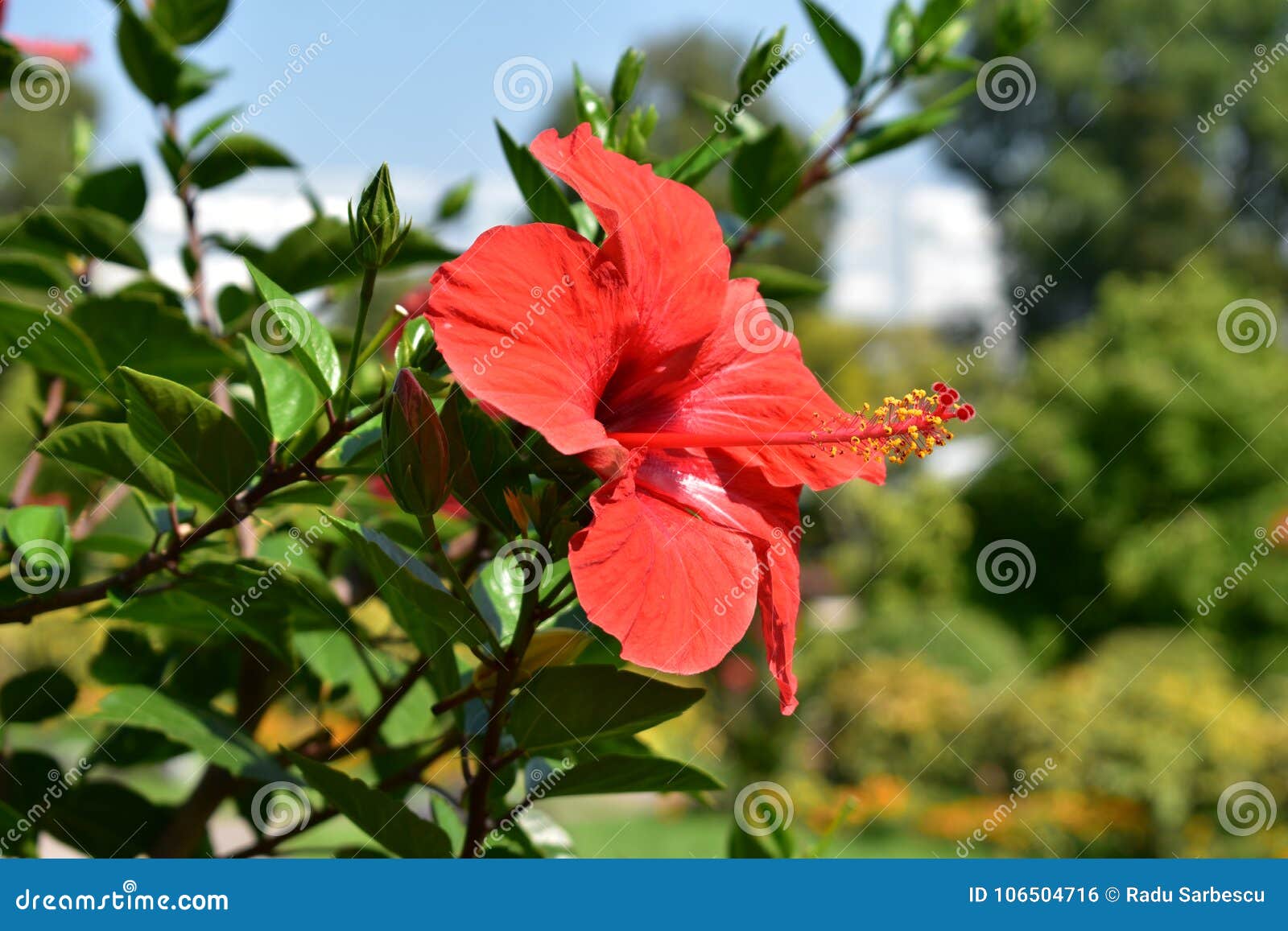 Beautiful summer flowers stock photo. Image of shrub - 106504716