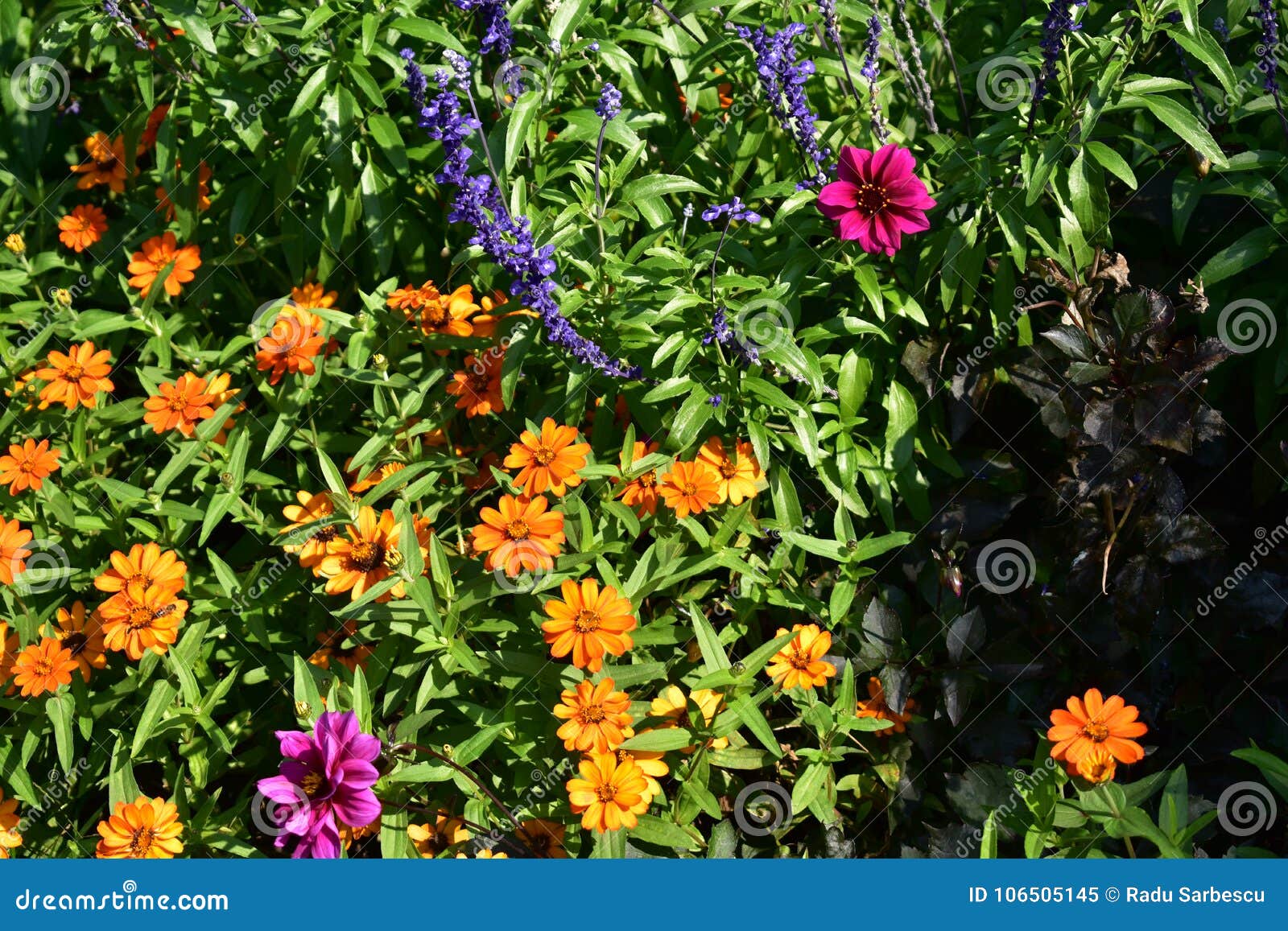 Beautiful summer flowers stock image. Image of plant - 106505145