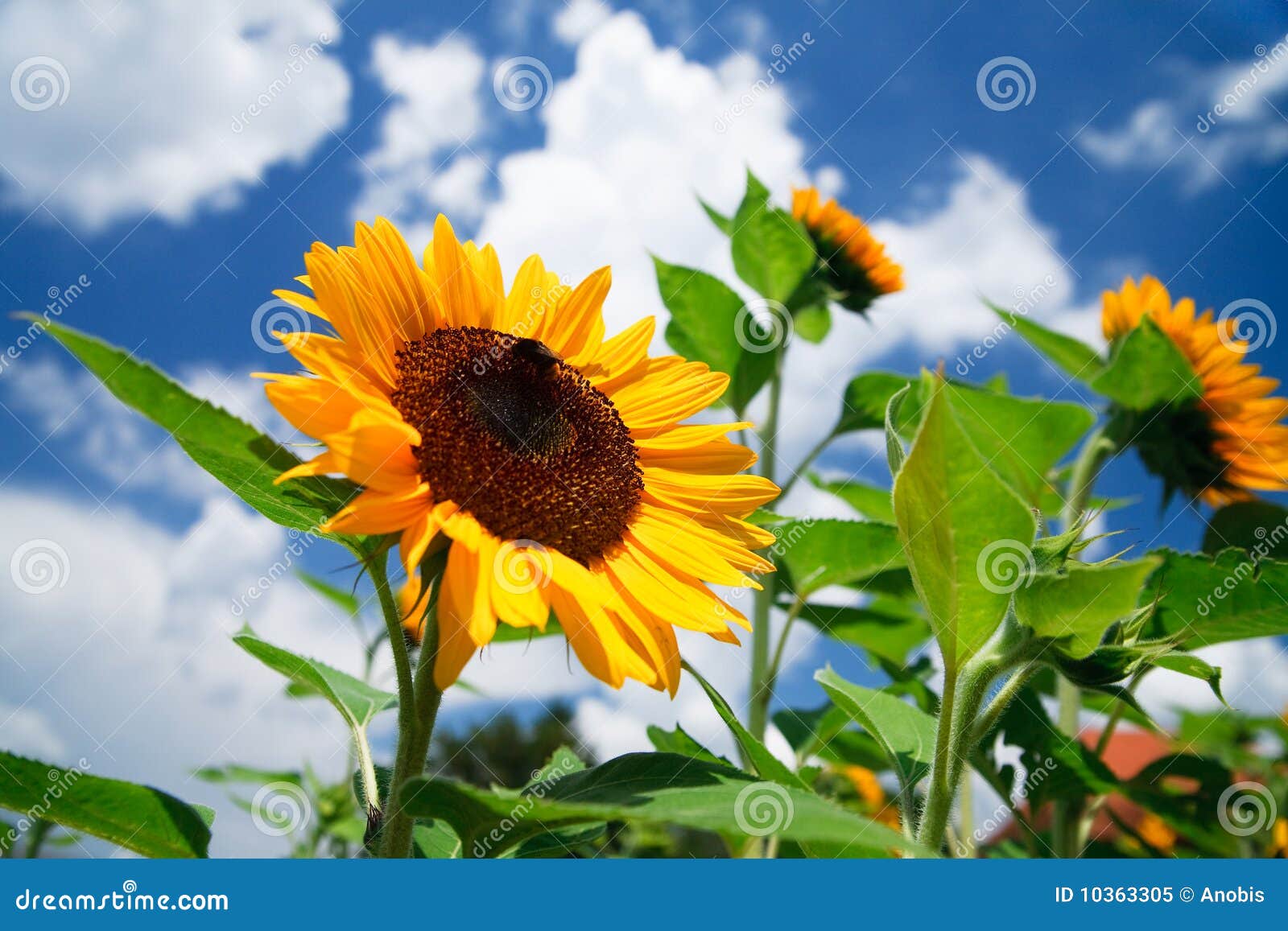 Fresh Sunflower on Blue Sky Stock Image - Image of leaf, flower: 10363305
