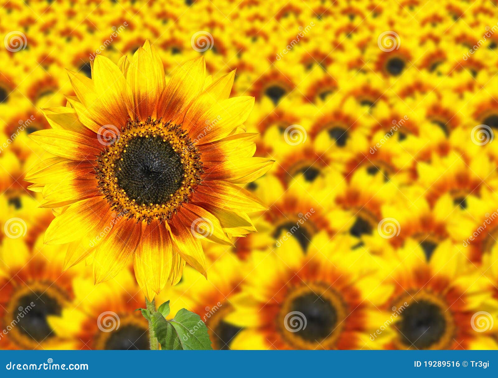 Fresh Sunflower - Sun Flower Background Stock Photo - Image of colorful ...