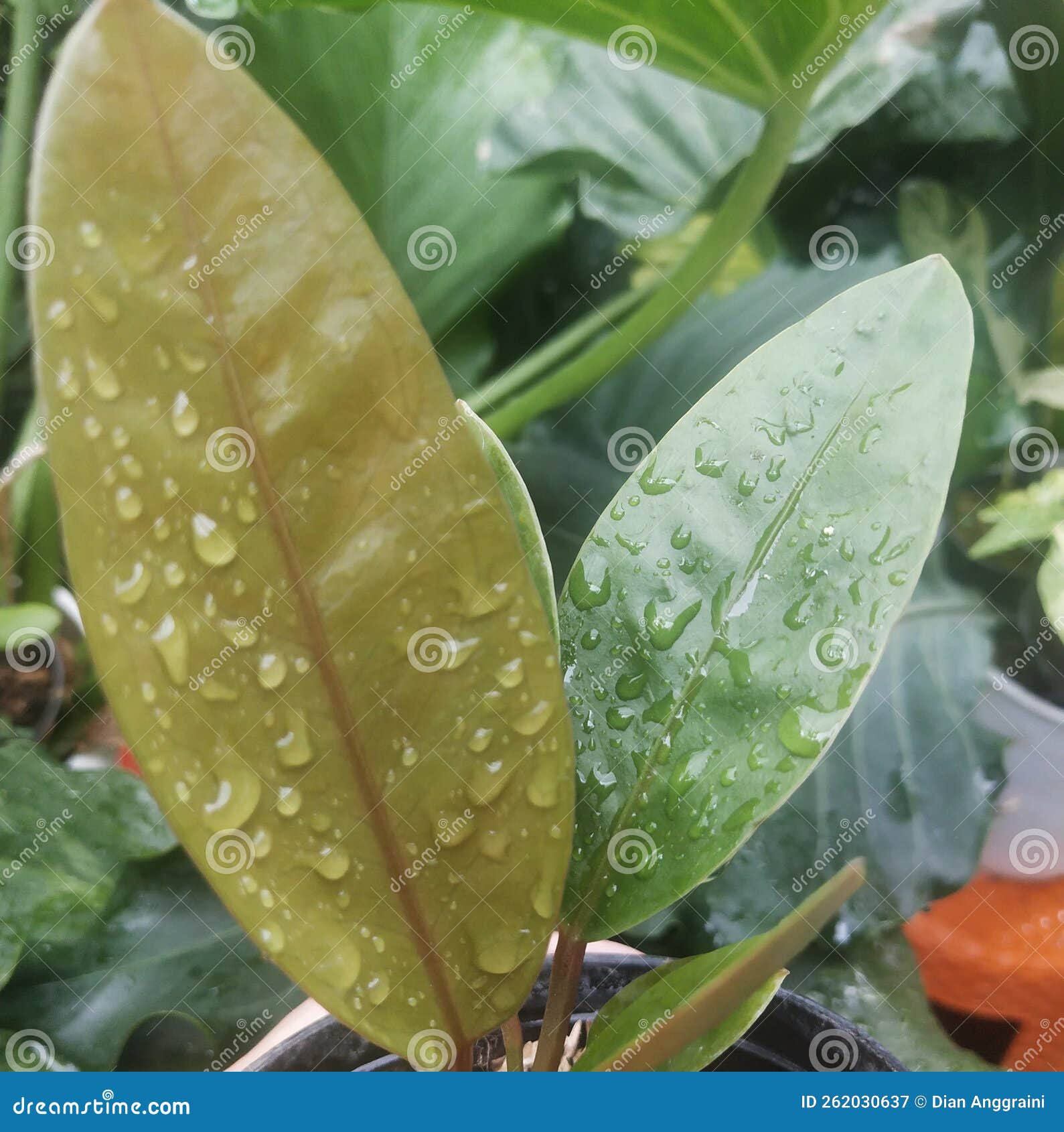 Superboom Leaves Stock Photos - Free & Royalty-Free Stock Photos from ...