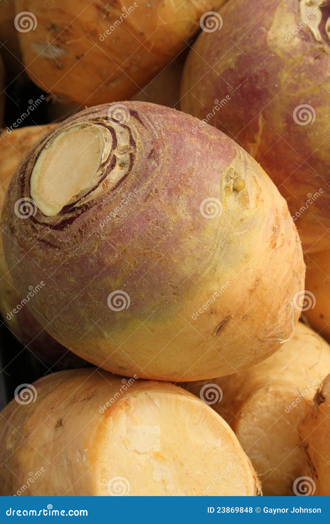 Fresh swede stock photo. Image of heavy, healthy, fresh - 23869848