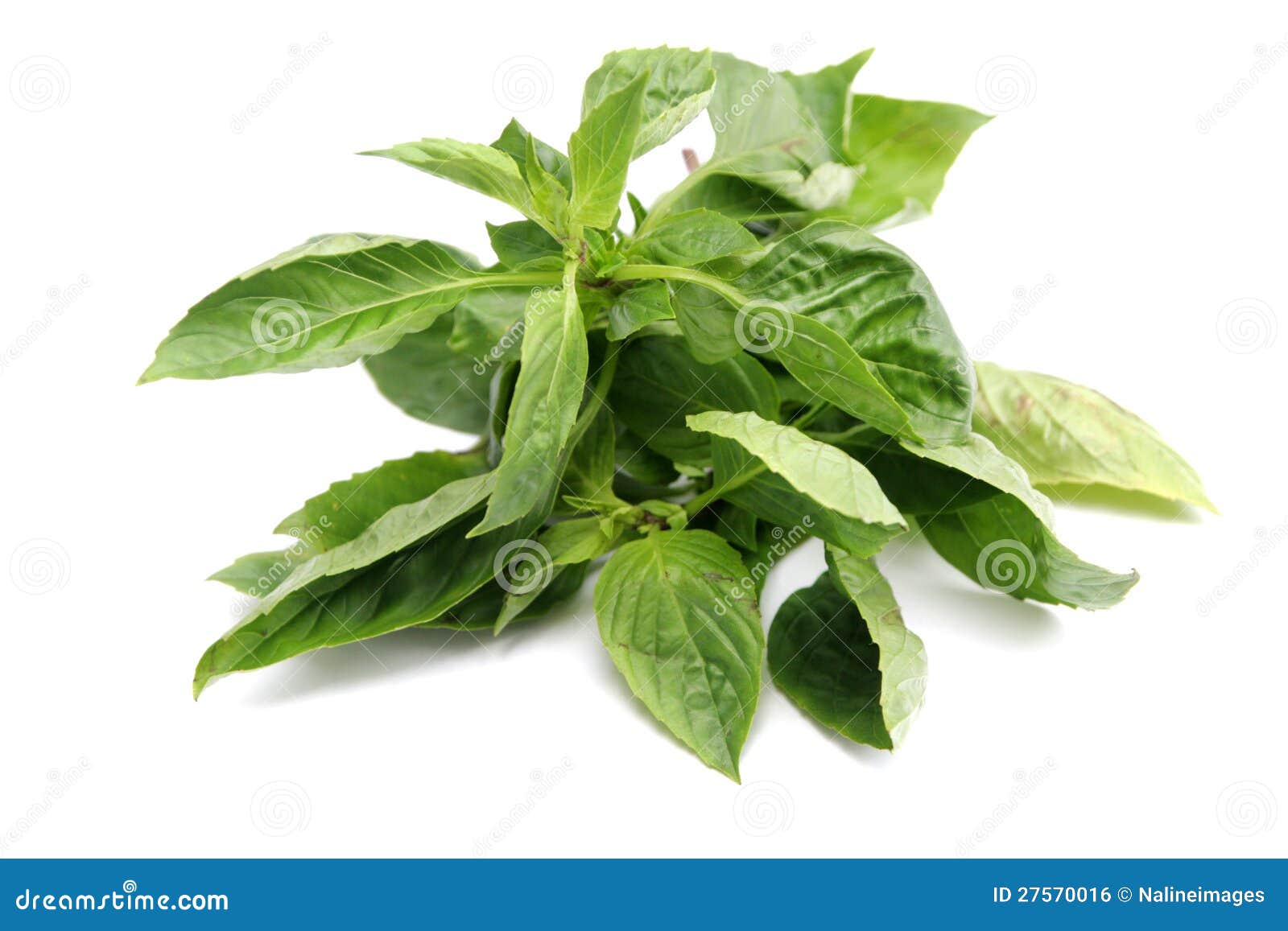 Fresh Sweet Basil stock photo. Image of background, seasoning - 27570016