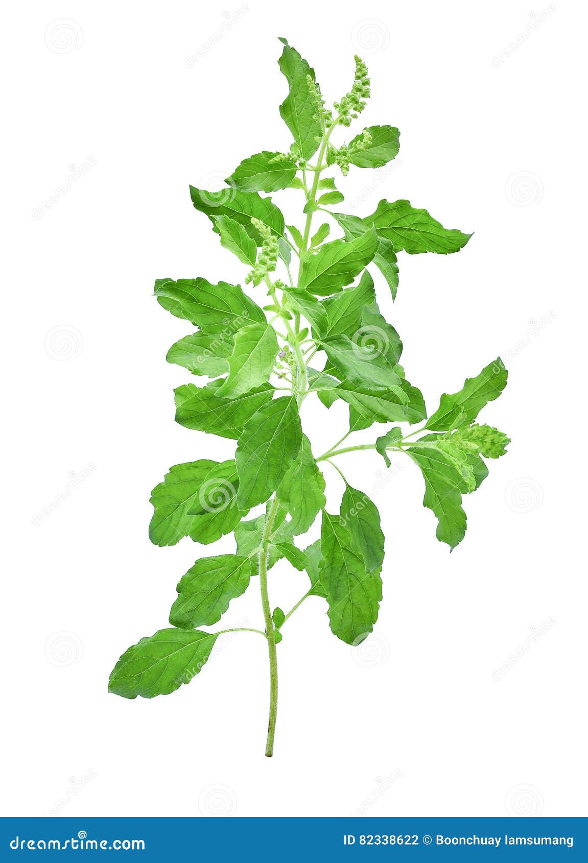 Fresh Sweet Basil Flower Isolated on a White Background Stock Photo ...