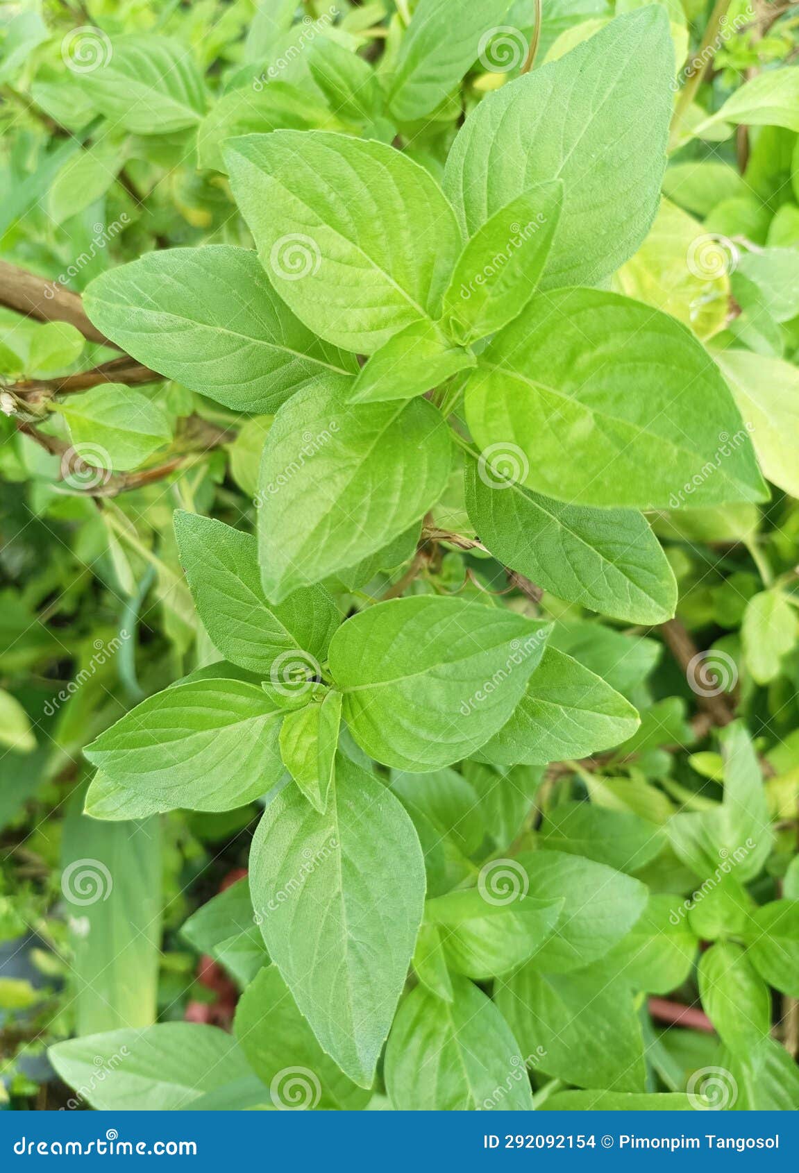 Fresh Sweet Basil or Thai Basil Stock Photo - Image of herb, plant ...