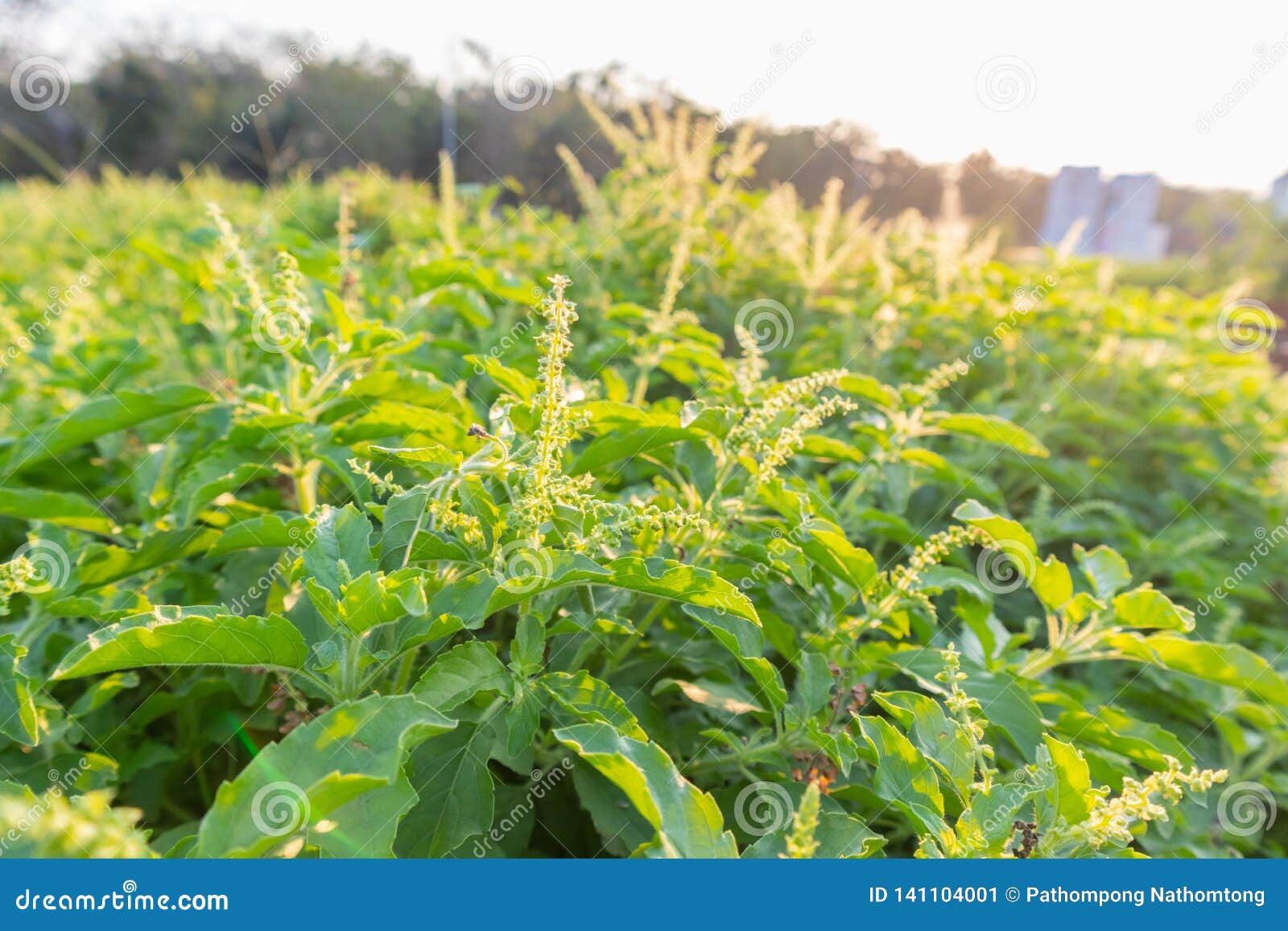 Fresh Sweet Basil, Thai Basil Tree Stock Image - Image of flower, green ...