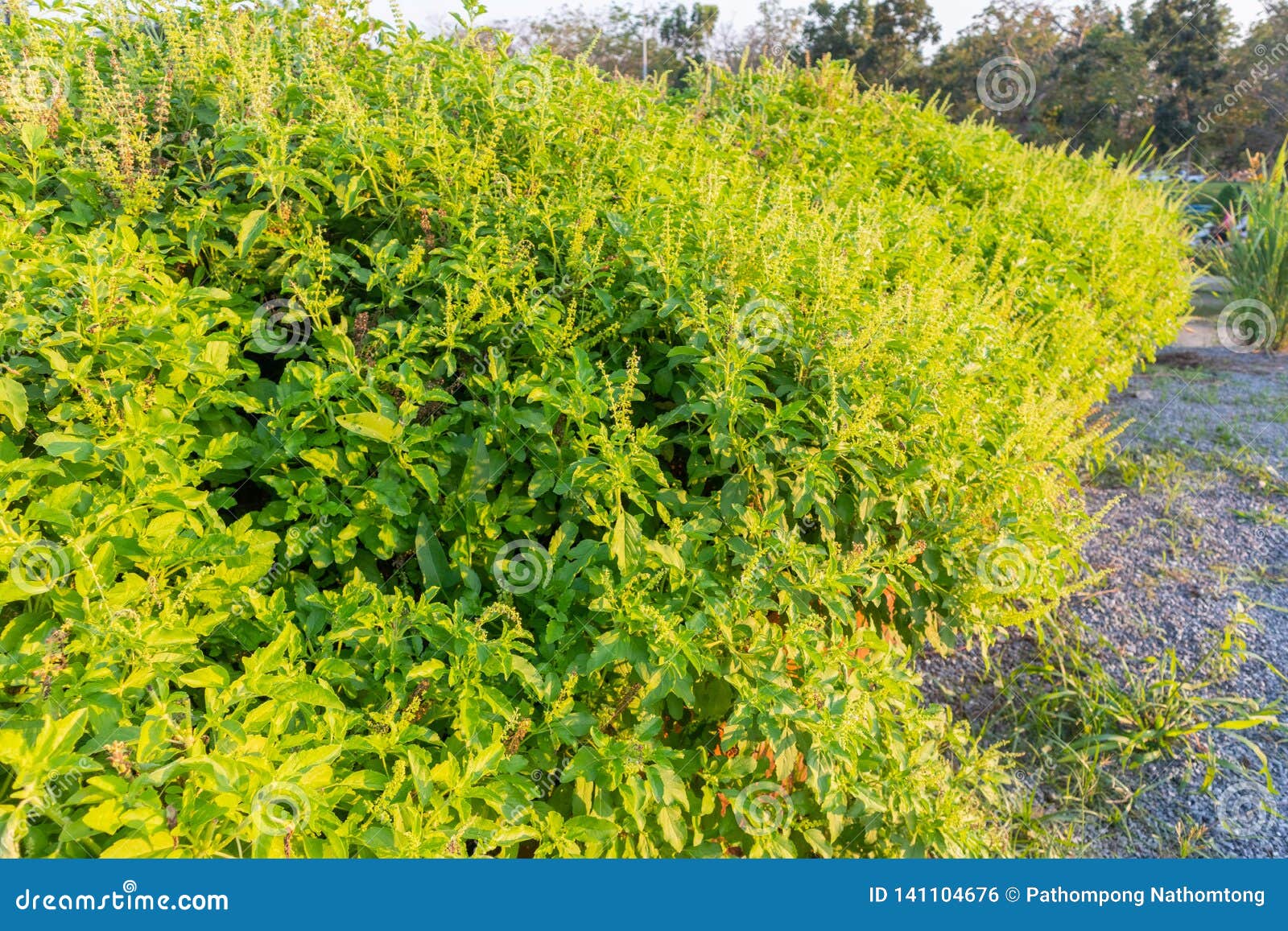Fresh Sweet Basil, Thai Basil Tree Stock Photo - Image of garden, basil ...