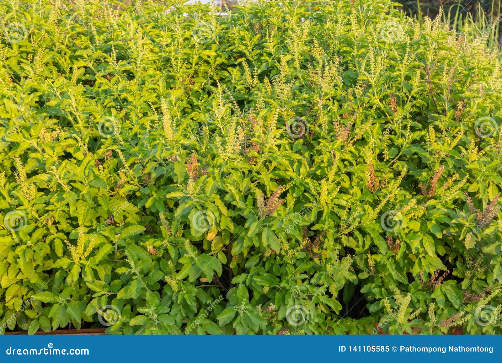 Fresh Sweet Basil, Thai Basil Tree Stock Image - Image of flora ...