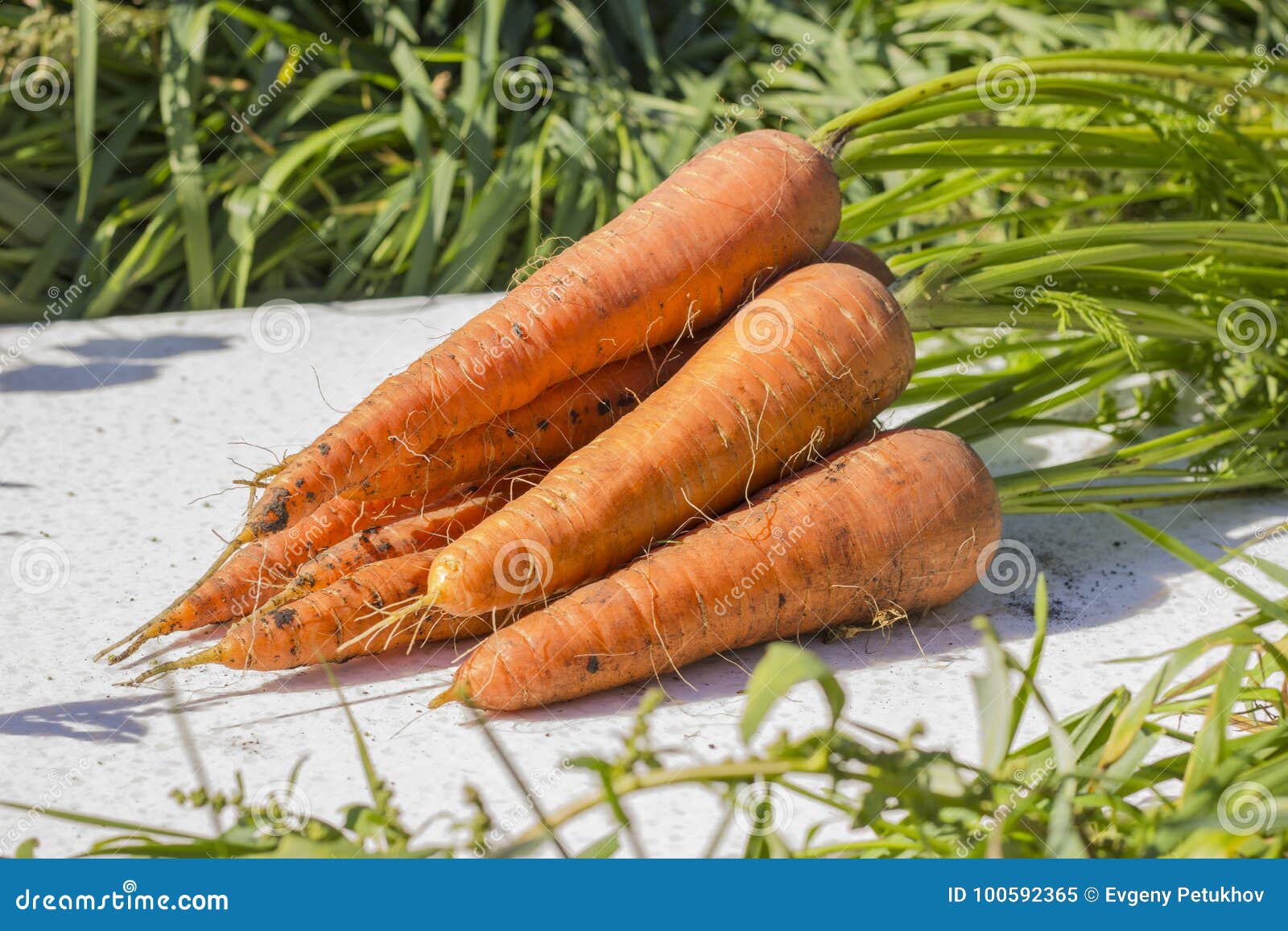 Fresh and Sweet Carrots in the Grass in the Garden. Stock Image - Image ...