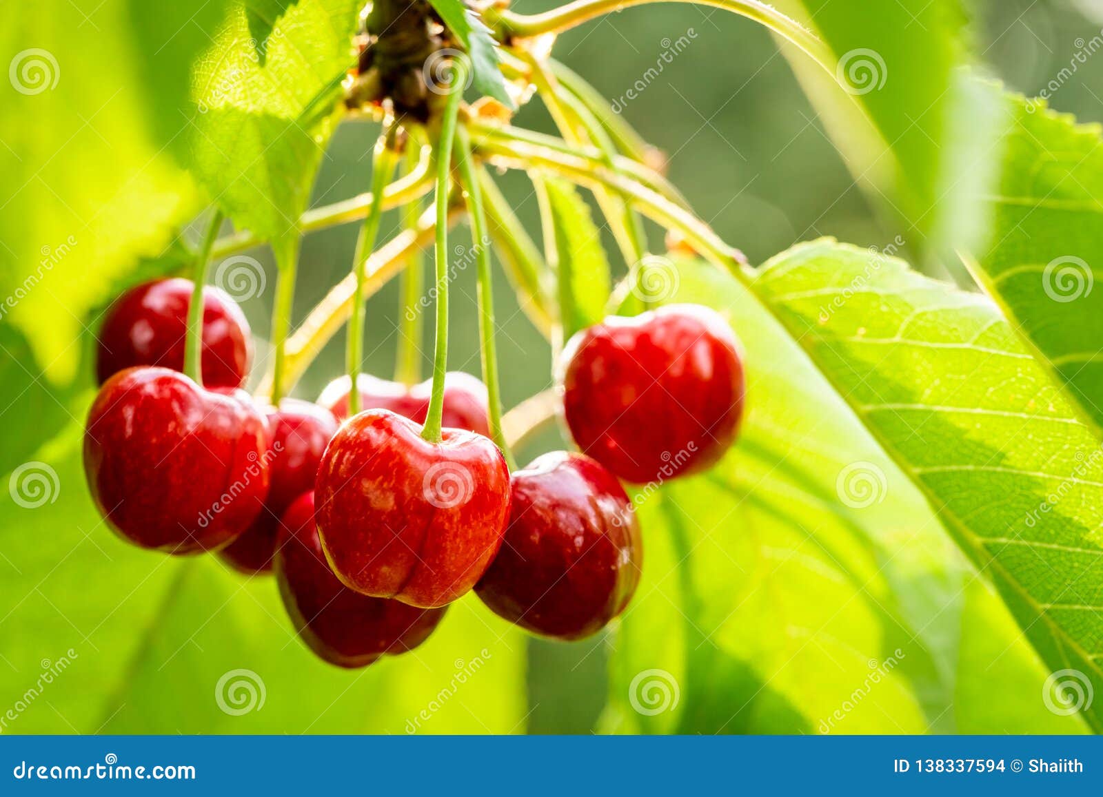 Fresh Sweet Cherries on Tree in Garden Stock Photo - Image of summer ...