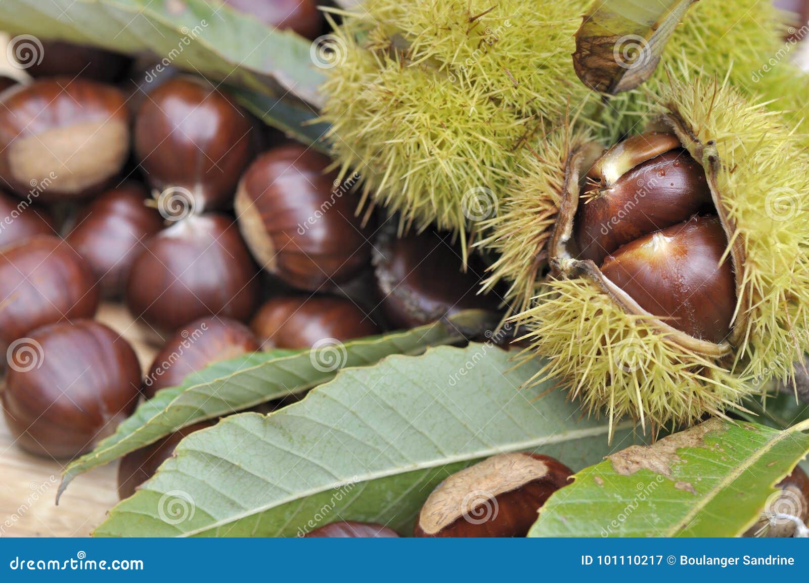 Fresh sweet chestnuts stock image. Image of autumn, closeup - 101110217