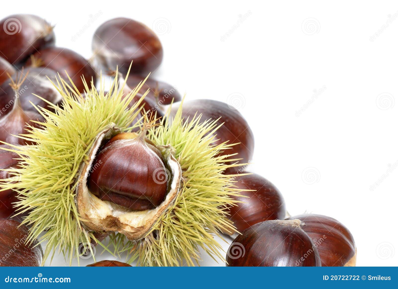 Fresh Sweet Chestnuts on Pure White Stock Photo - Image of husk, hull ...