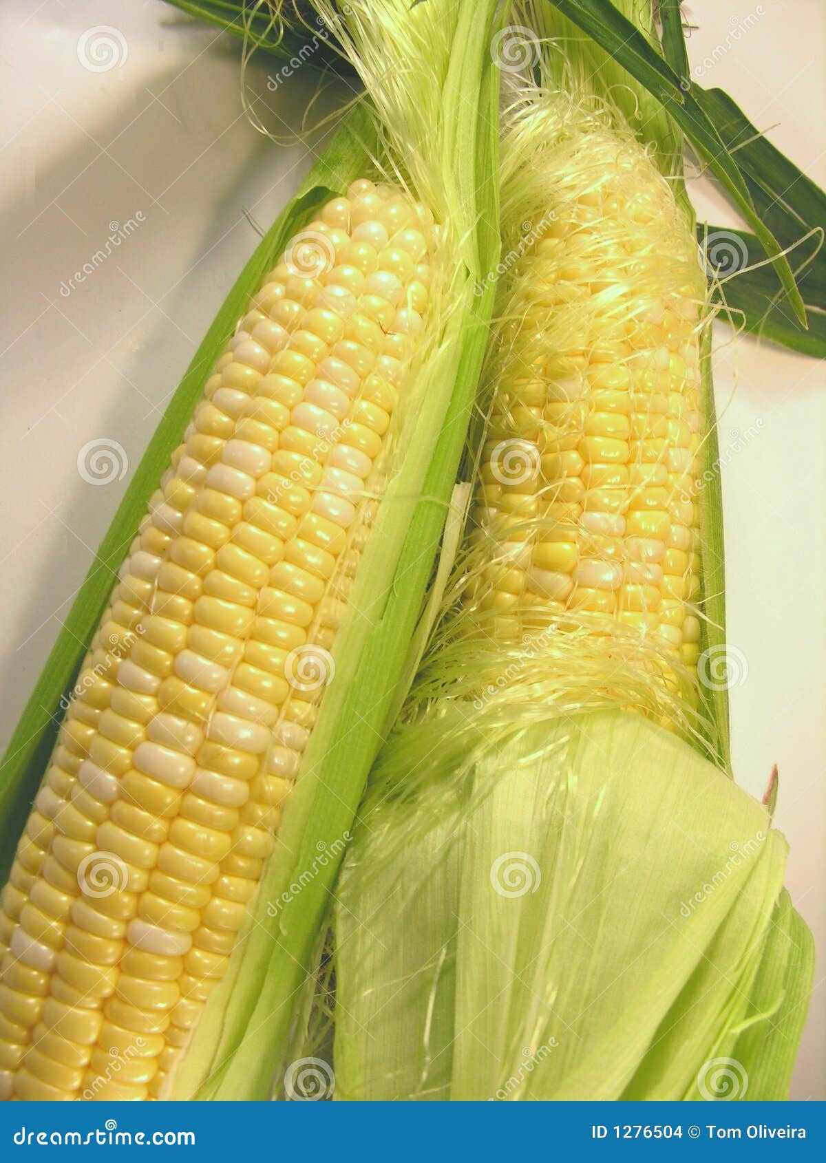 Fresh sweet corn stock photo. Image of snack, meals, plant - 1276504