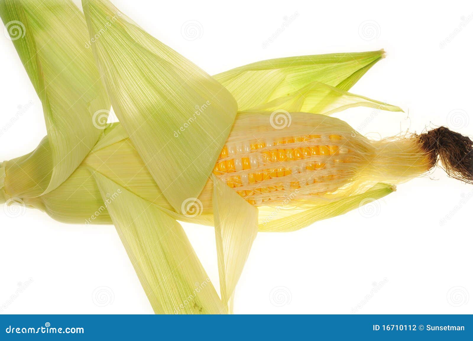 Fresh Sweet Corn stock photo. Image of fresh, natural - 16710112