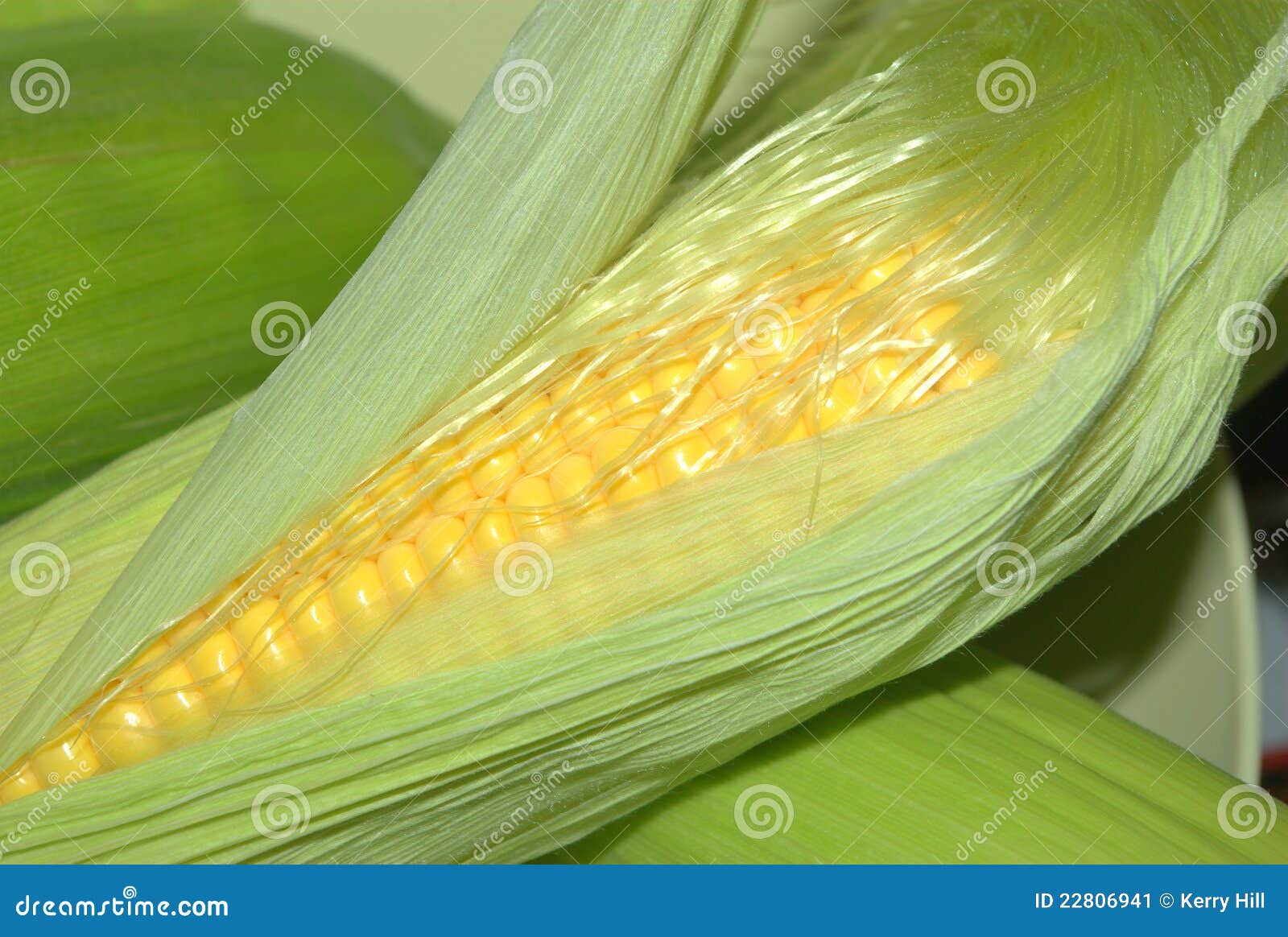 Fresh sweet corn stock image. Image of healthy, organic - 22806941
