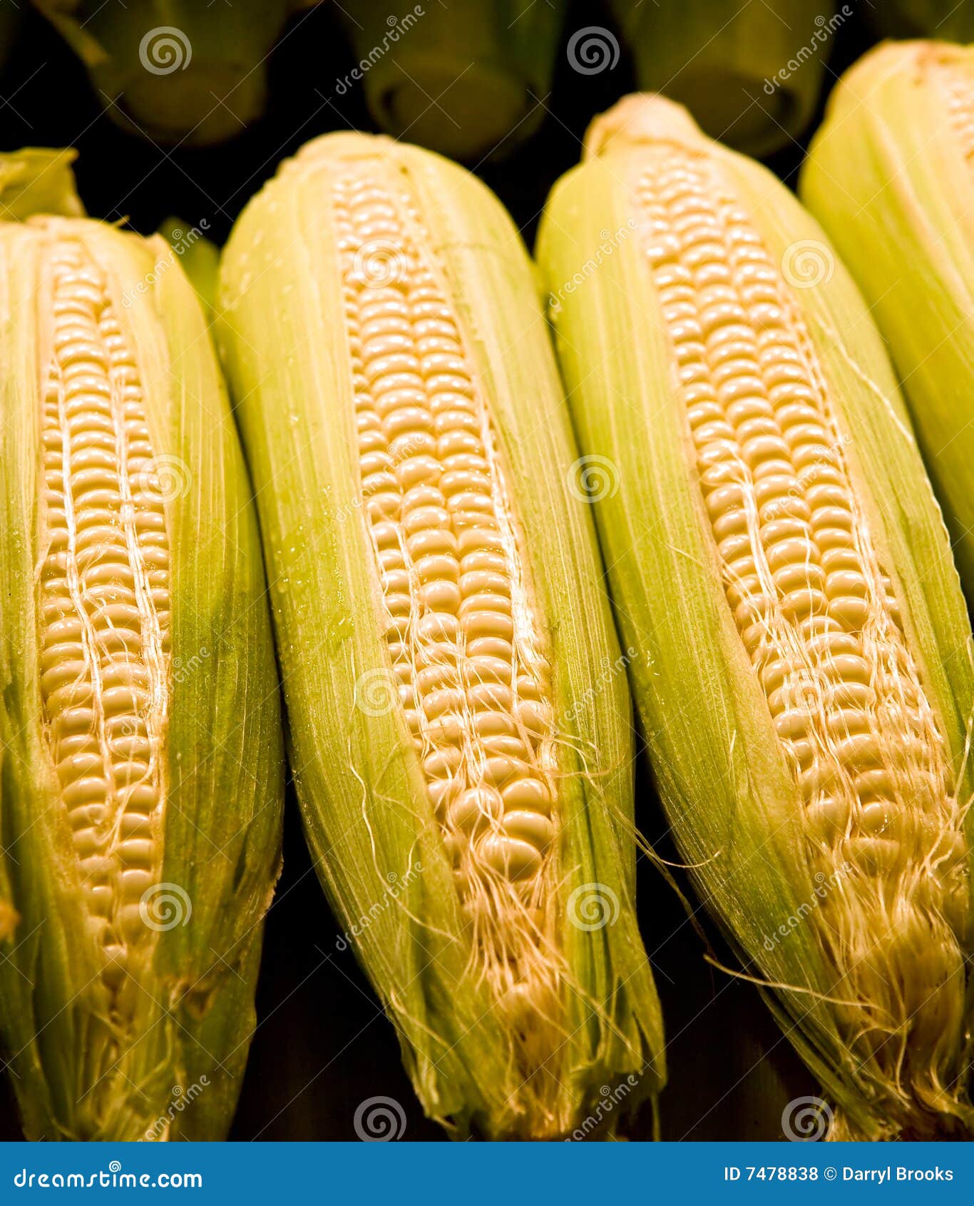 Fresh Sweet Corn stock photo. Image of food, veggies, ingredient - 7478838