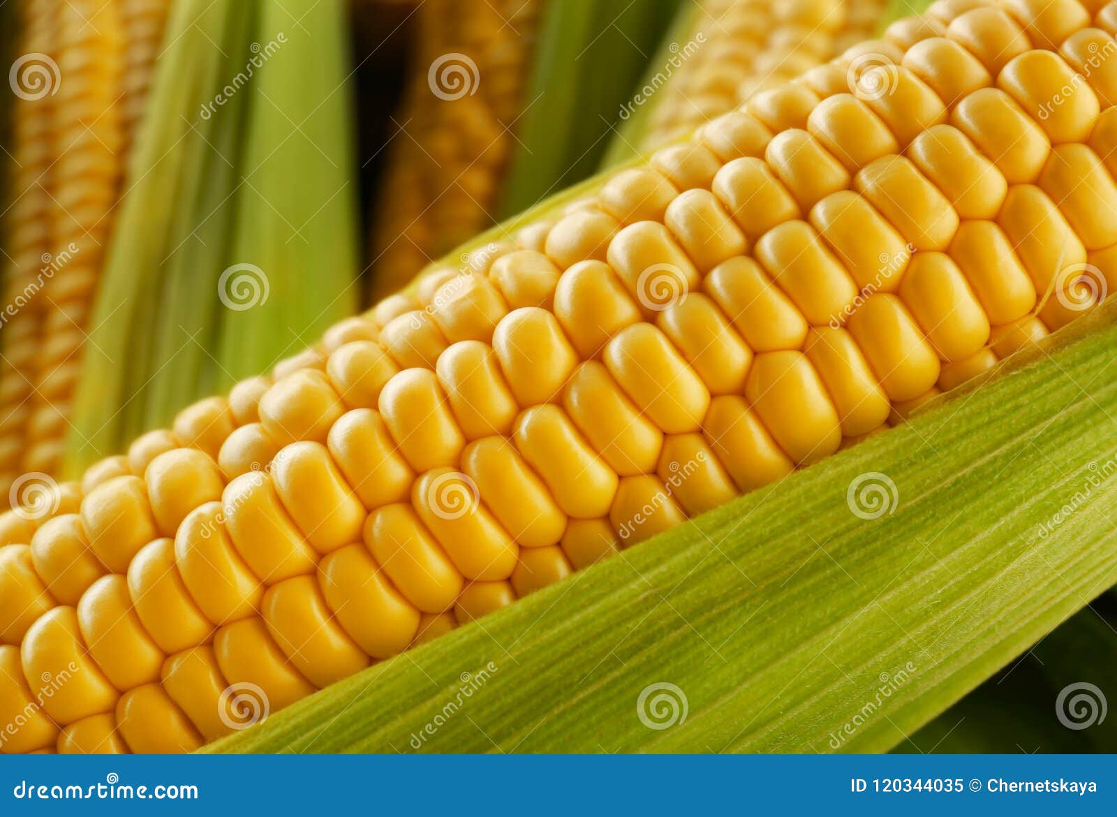 Fresh sweet corn stock image. Image of agriculture, leaf - 120344035