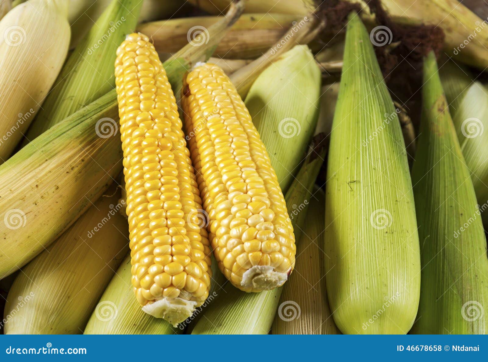 Fresh sweet corn stock photo. Image of corn, tasty, eatable - 46678658