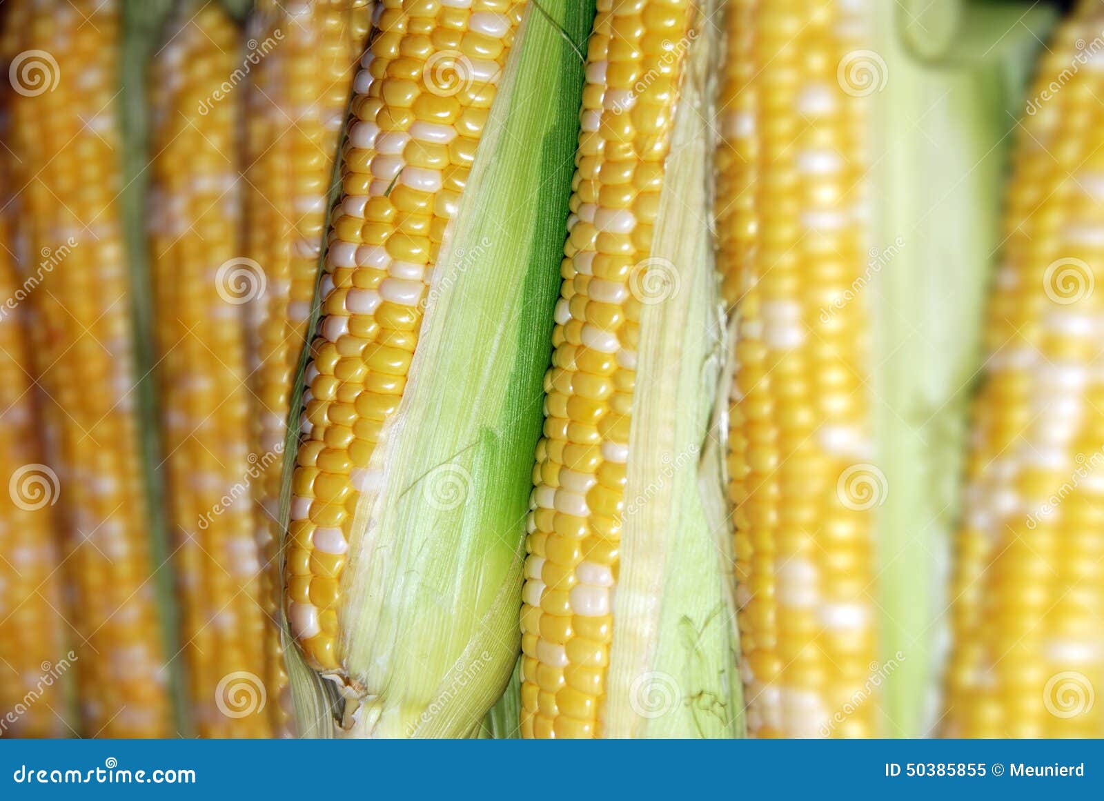 Fresh sweet corn stock image. Image of husk, leaf, golden - 50385855