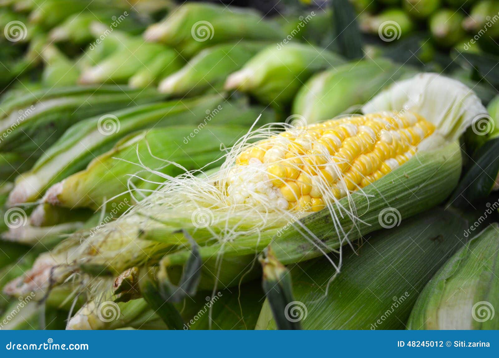 Fresh Sweet Corn stock photo. Image of farm, food, jagung - 48245012
