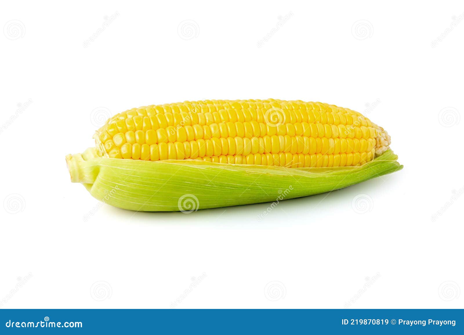 Fresh sweet corn with husk stock image. Image of gold - 219870819