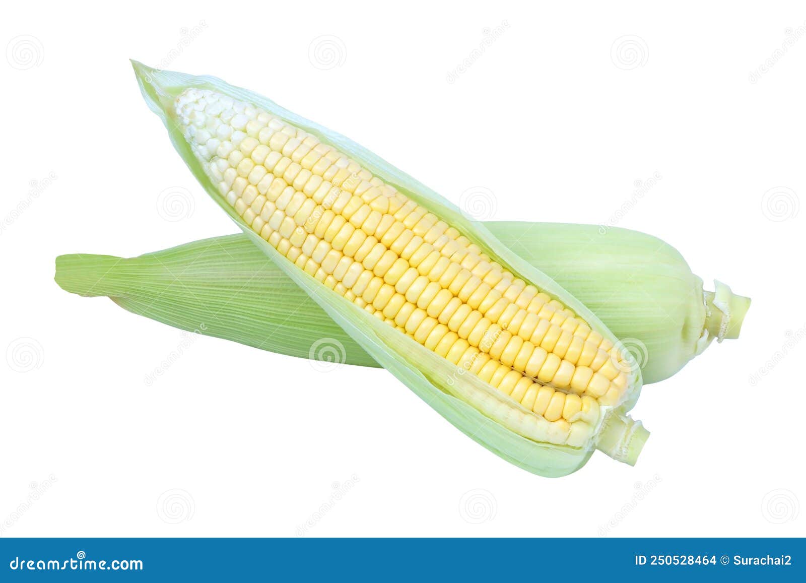 Fresh Sweet Corn Isolated on White Background Stock Photo - Image of ...