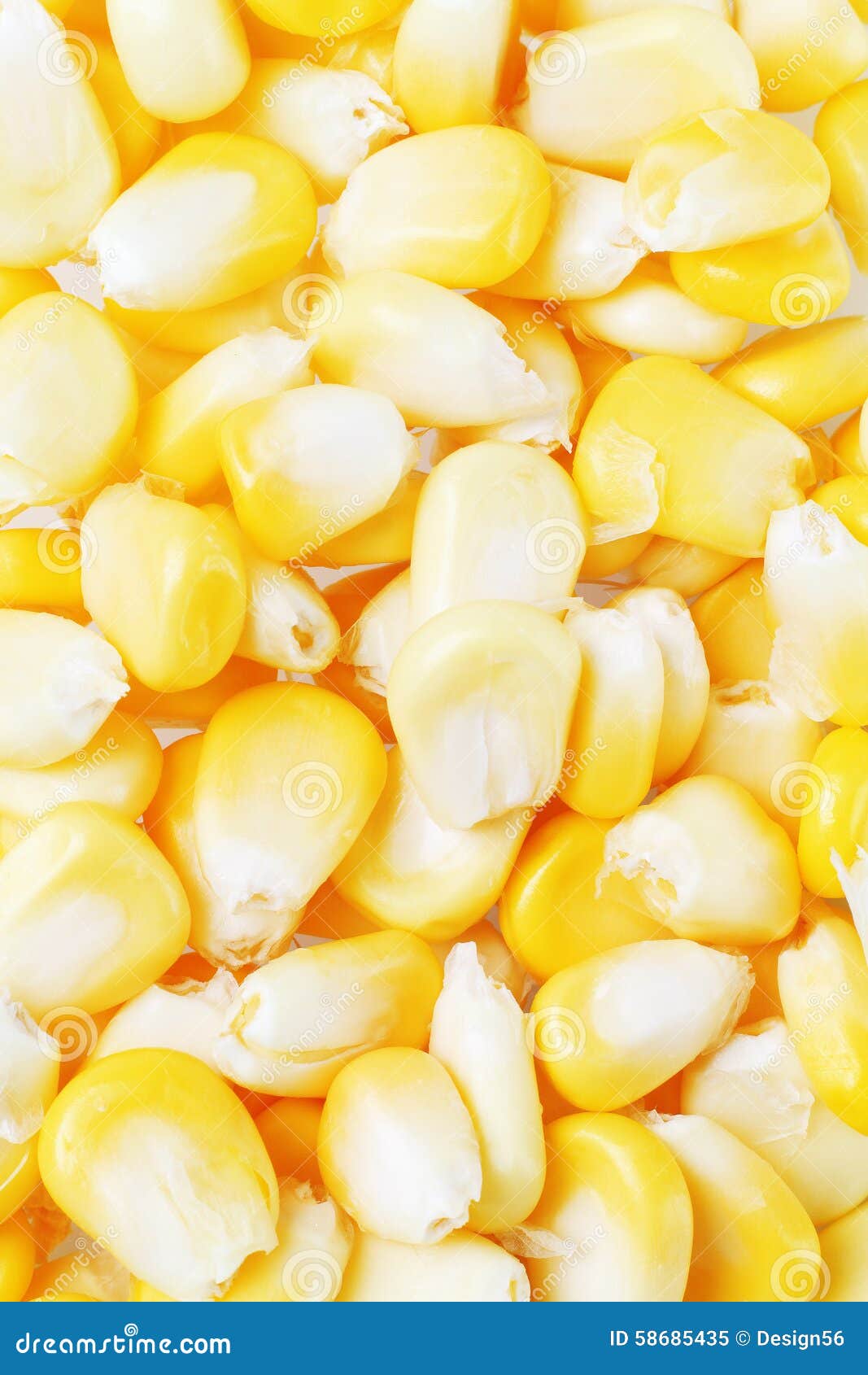 Fresh Sweet Corn stock image. Image of texture, organic - 58685435