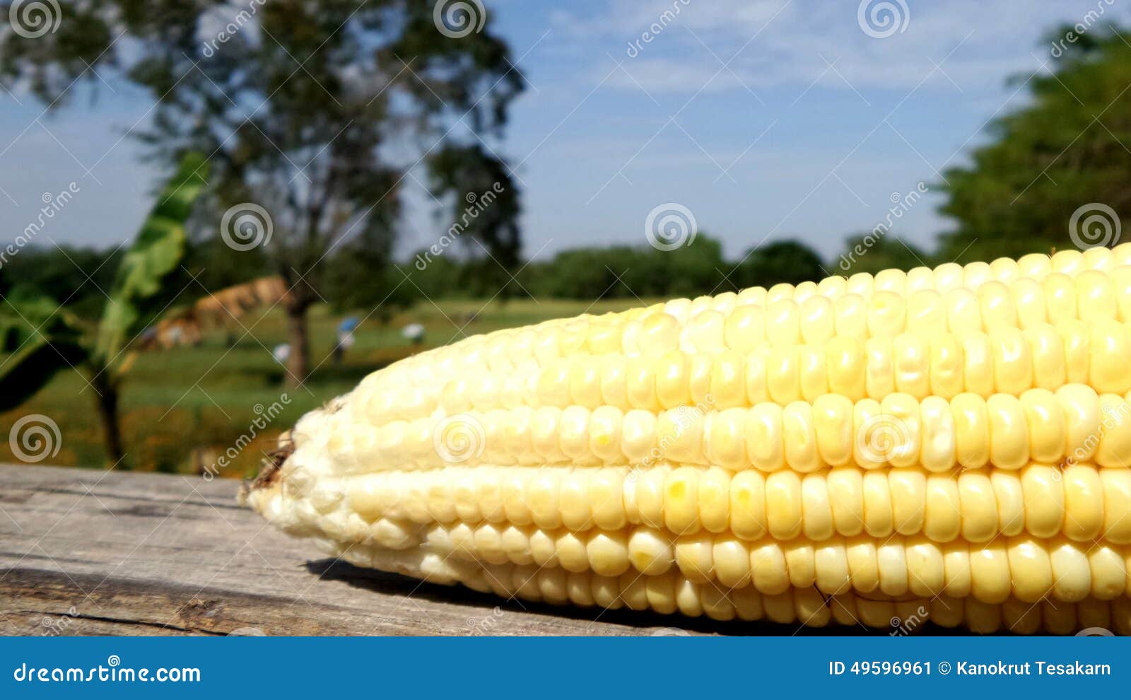 Fresh sweet corn stock image. Image of health, sweet - 49596961