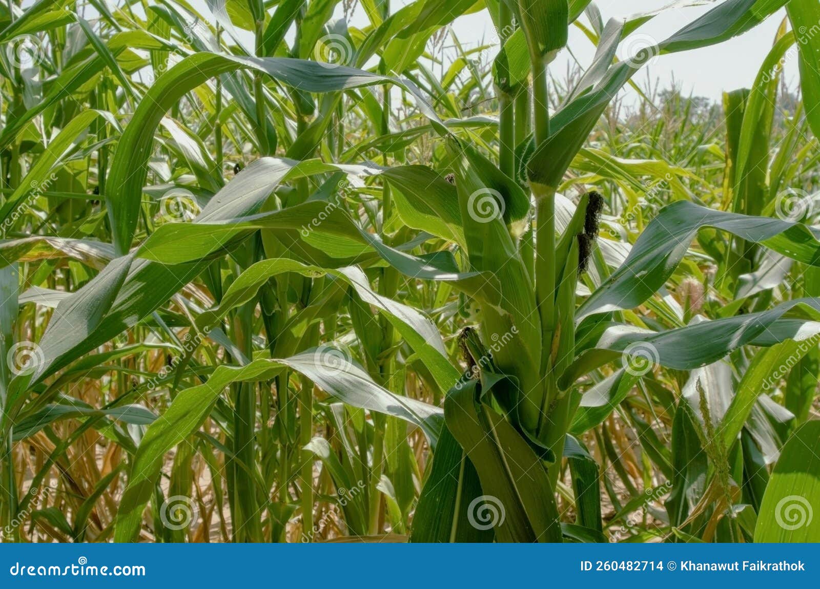 Fresh sweet corn on tree stock photo. Image of corn - 260482714
