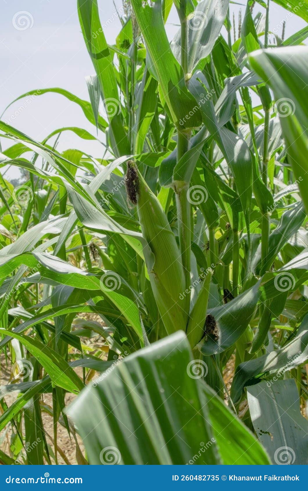 Fresh sweet corn on tree stock image. Image of green - 260482735