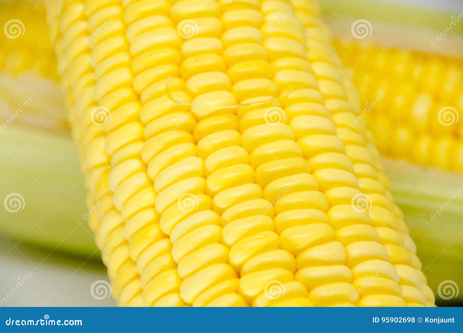 Fresh Sweet Corn on the White Background Stock Photo - Image of ...