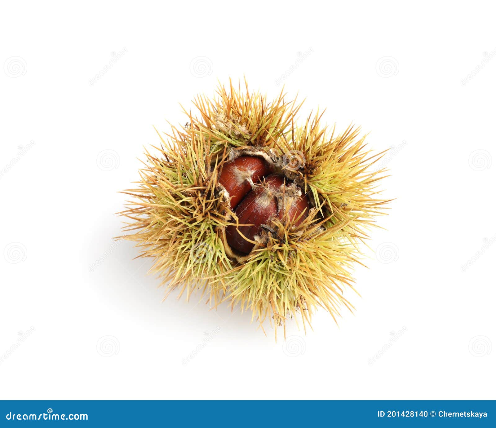 Fresh Sweet Edible Chestnut in Husk Isolated on White Stock Photo ...