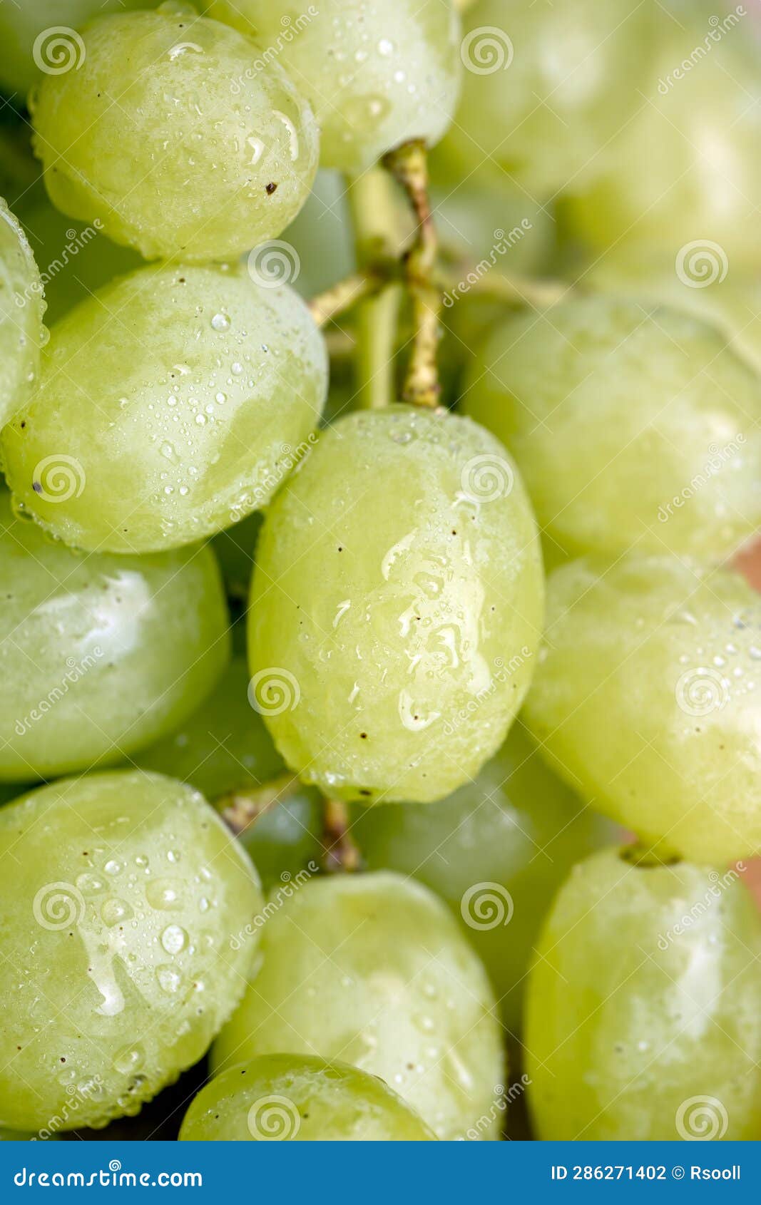 Fresh Sweet Green Grapes, Close Up Stock Photo - Image of closeup ...