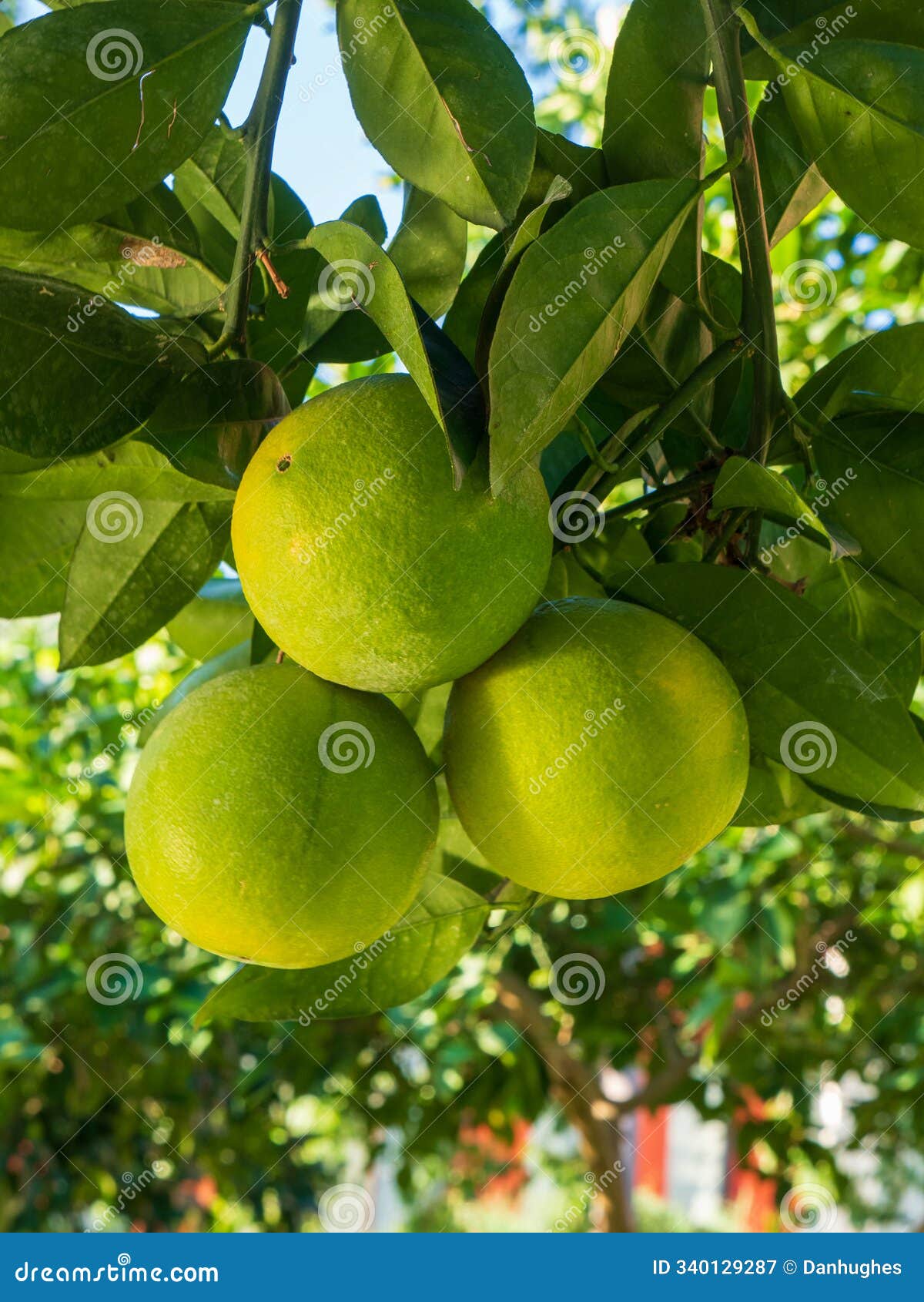 Fresh Sweet lime (Mosambi stock image. Image of nature - 340129287