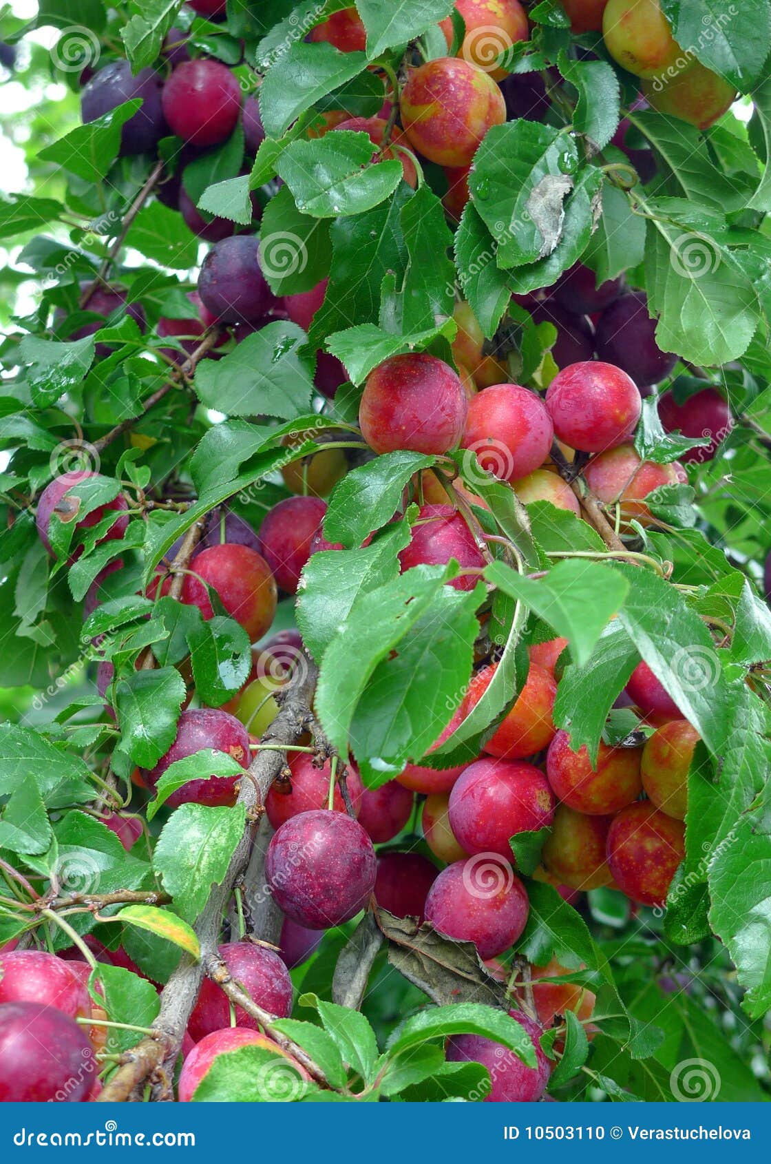 Fresh sweet plums on tree stock photo. Image of diet - 10503110