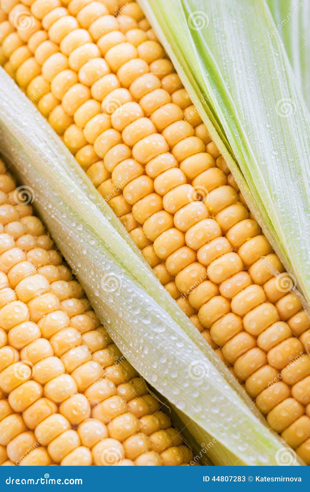 Fresh sweet yellow corn stock image. Image of ingredient - 44807283