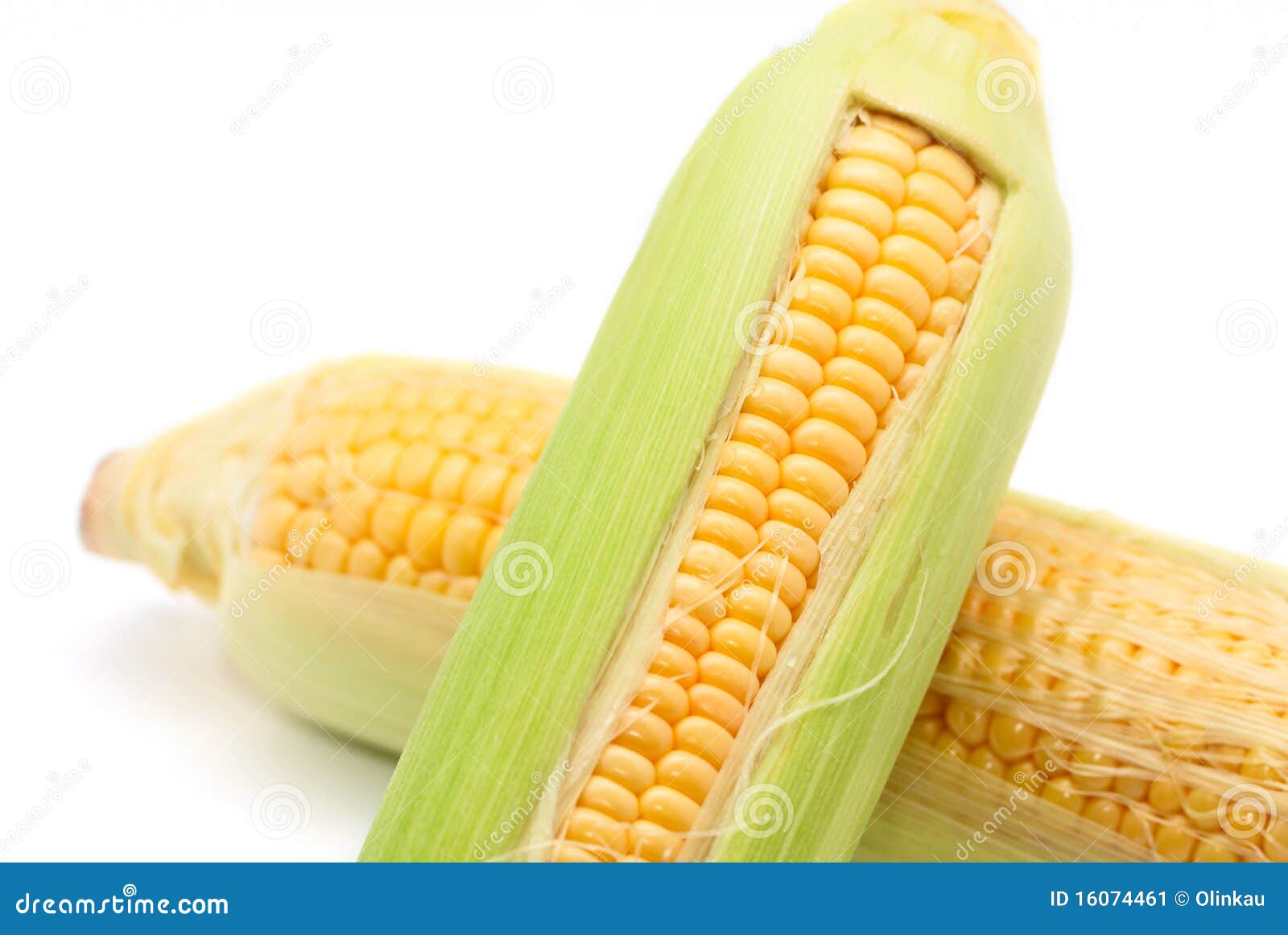 Fresh Sweetcorn stock image. Image of corn, autumn, cereal - 16074461