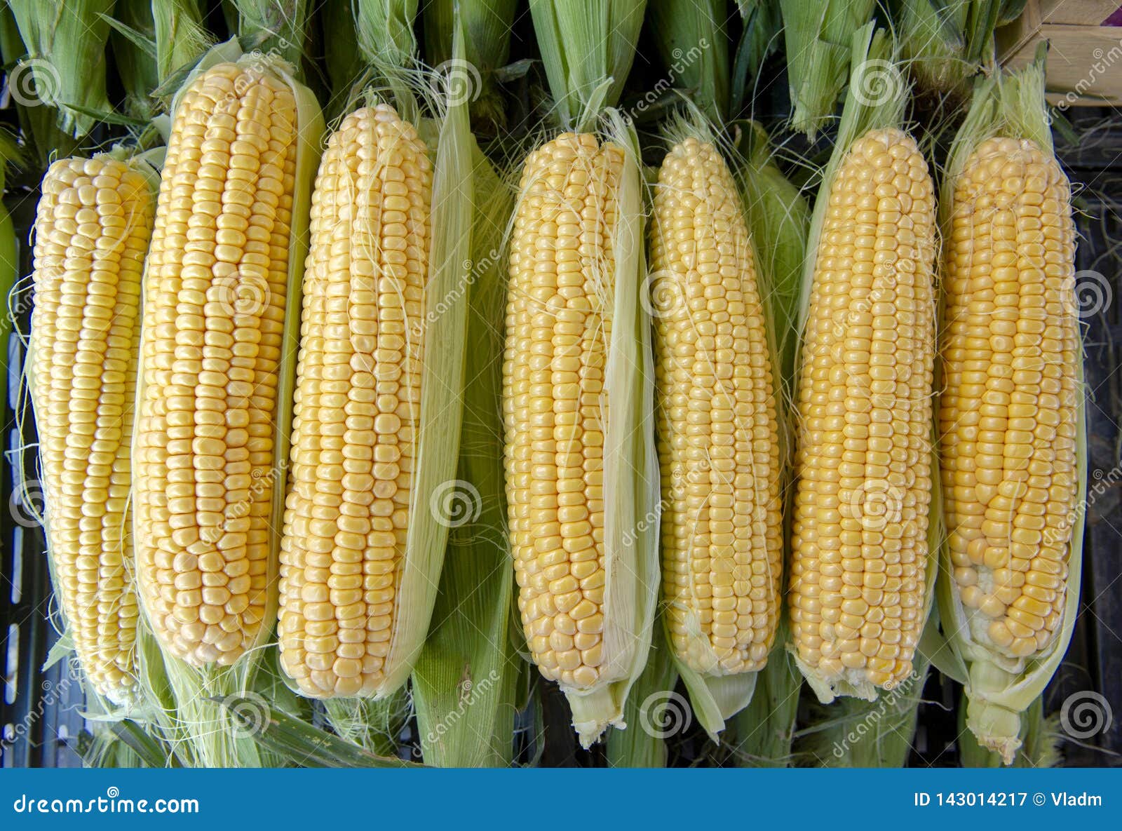 Fresh Sweetcorn Maize Ready for Cooking Stock Image - Image of fresh ...
