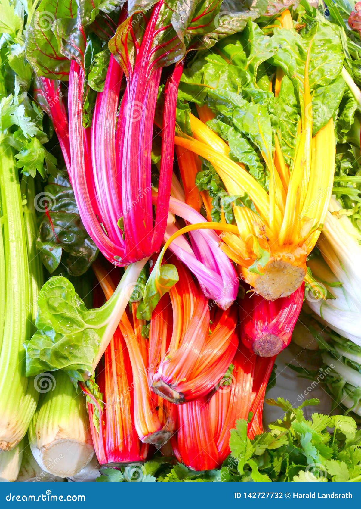 Fresh swiss rainbow chard stock photo. Image of bunch - 142727732