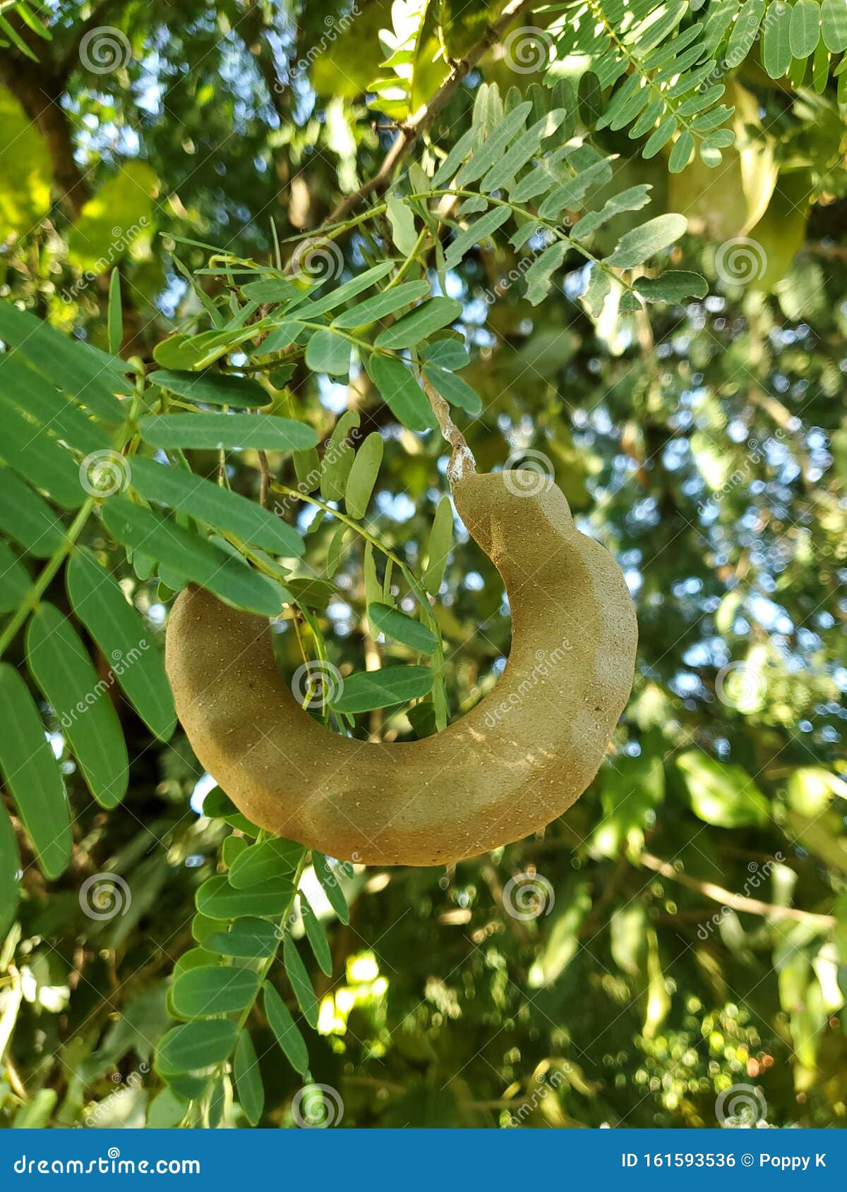 Fresh Tamarind on the Tree. Stock Photo - Image of sour, farm: 161593536