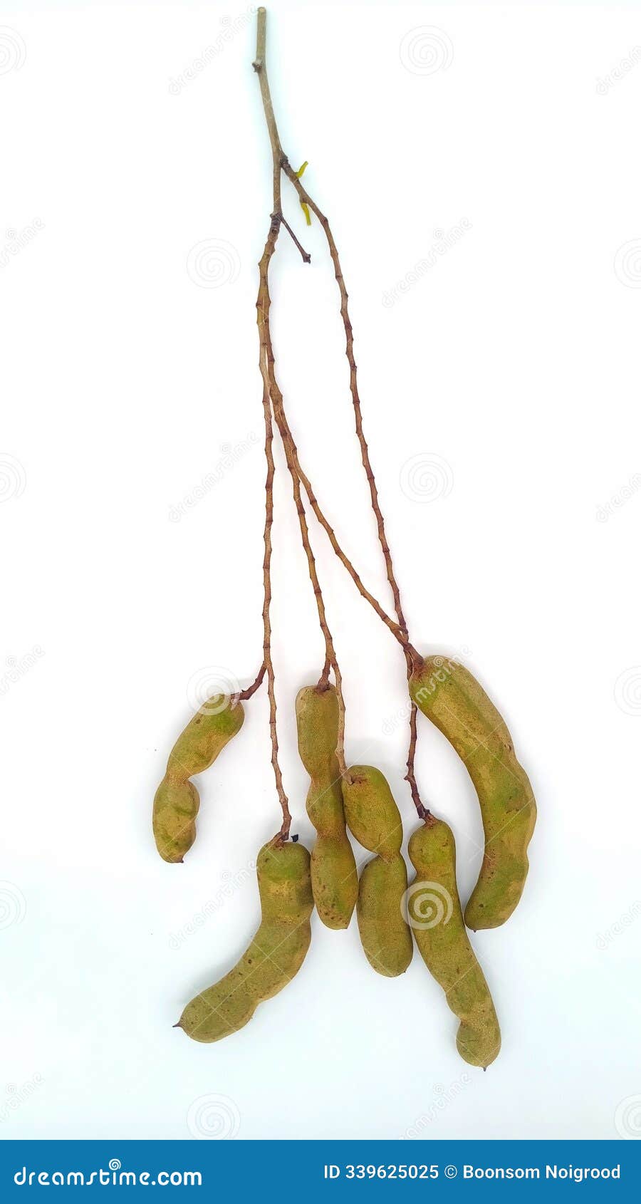 Fresh Tamarind Fruit and Its Branch on White Background Isolate Stock ...