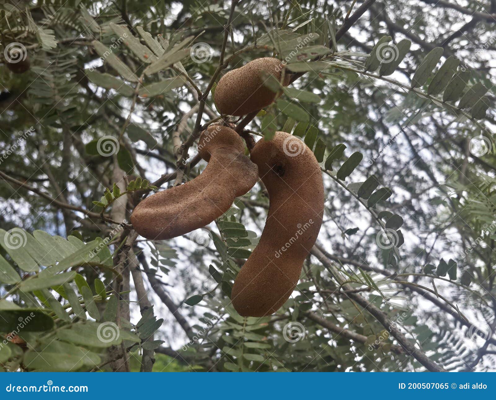 Fresh Tamarind Fruit on the Tree 2 Stock Image - Image of fresh, tree ...