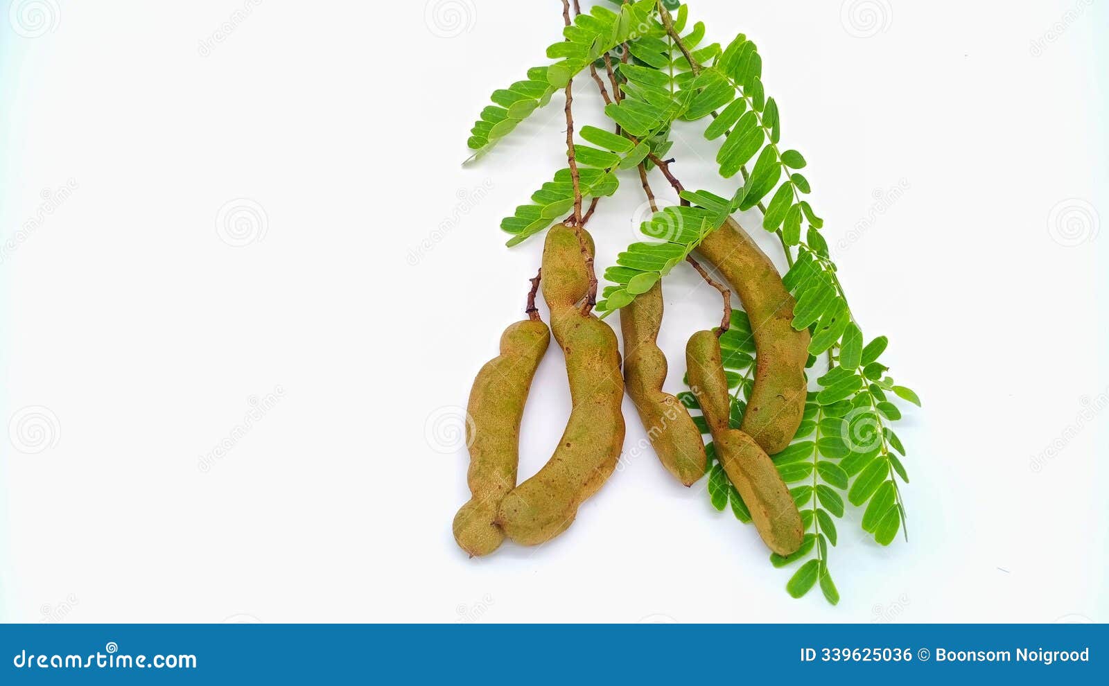 Fresh Tamarind Pods On Brown Tree In Tropical Forest. Picture For Thai ...