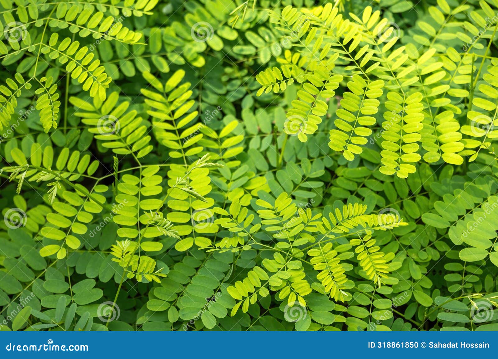 Fresh Tamarind Tree Green Leaves Background Stock Photo - Image of ...