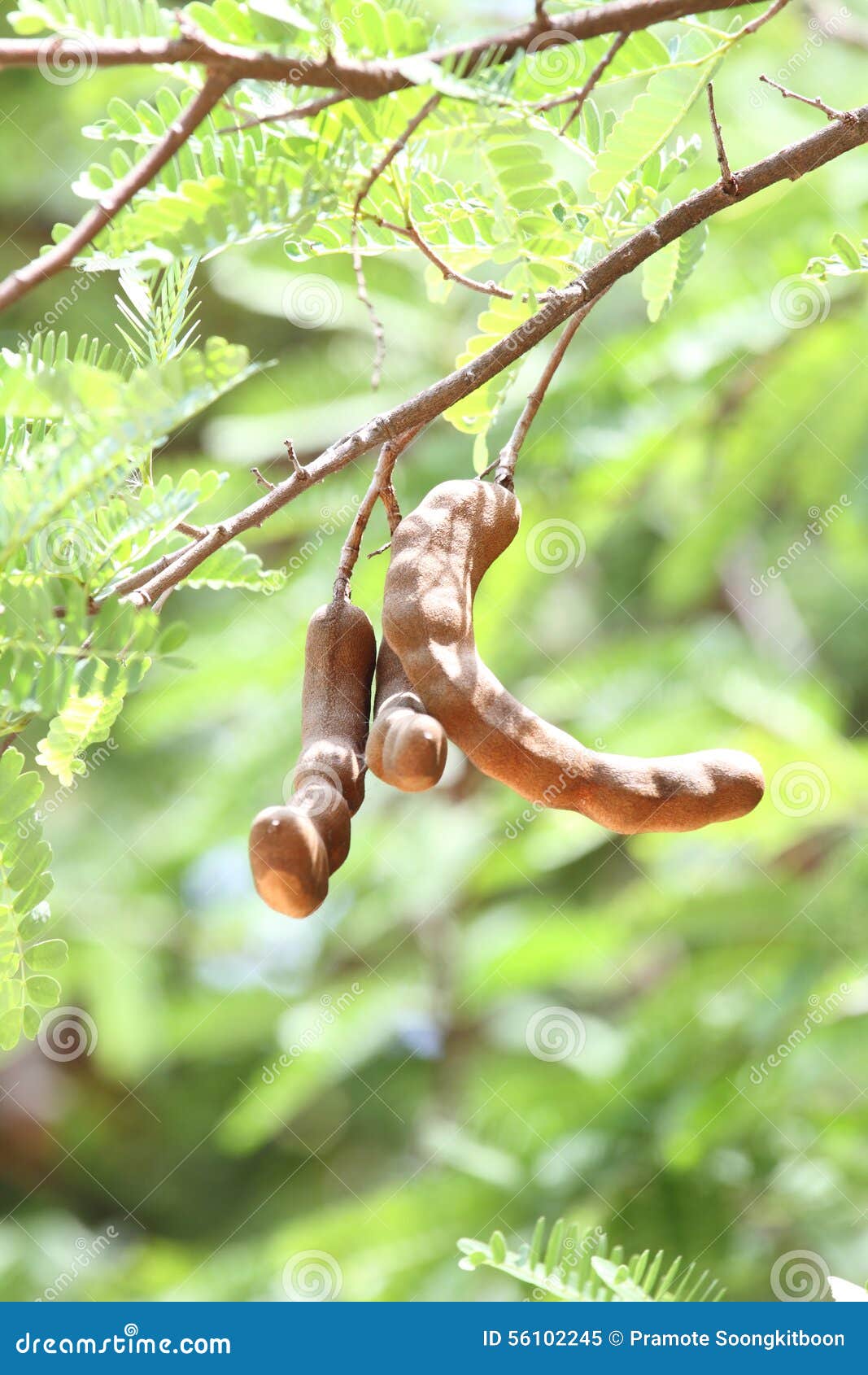 Fresh tamarind on tree stock image. Image of food, asian - 56102245