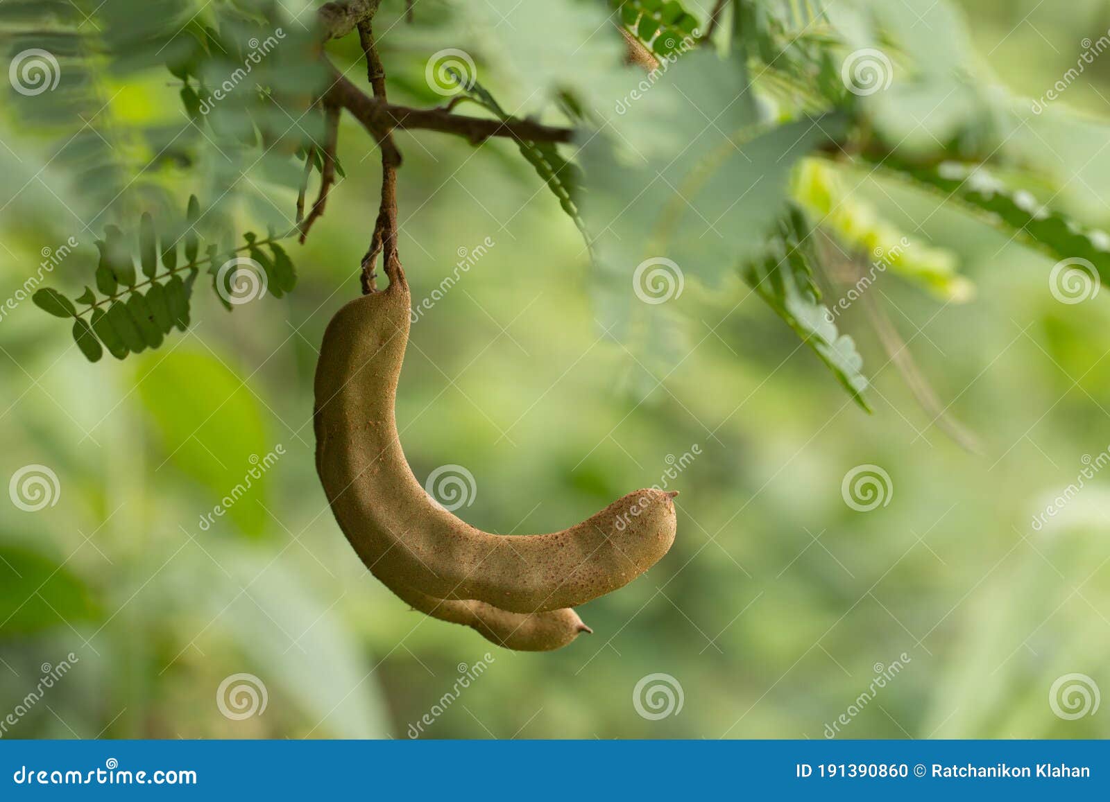 Fresh Tamarind on tree. stock photo. Image of freshness - 191390860